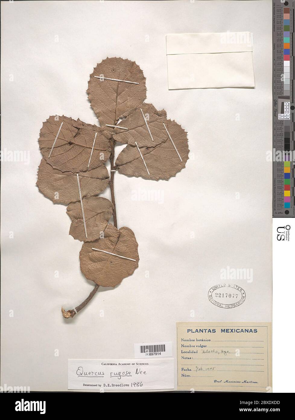 Quercus rugosa hi-res stock photography and images - Alamy