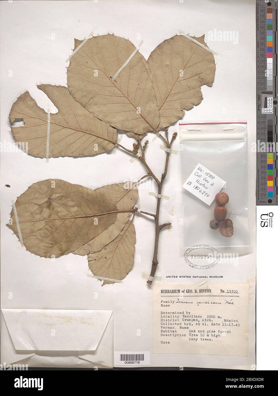 Acorns evergreen oak quercus hi-res stock photography and images - Alamy