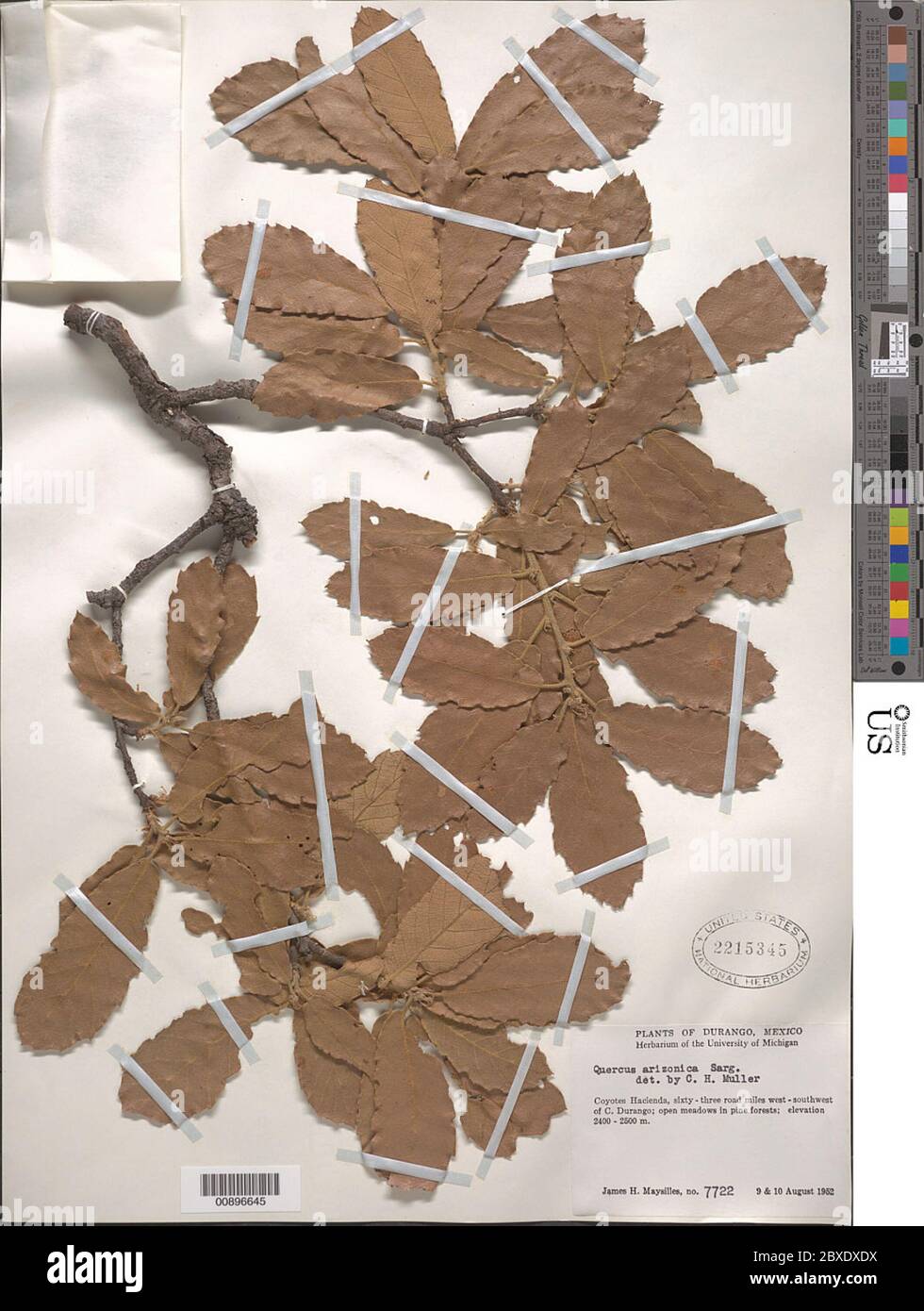 Quercus arizonica Sarg Quercus arizonica Sarg Stock Photo - Alamy