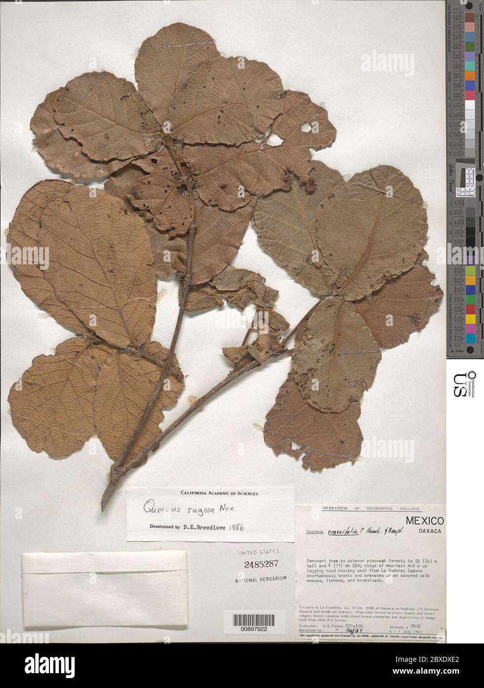 Quercus rugosa hi-res stock photography and images - Alamy