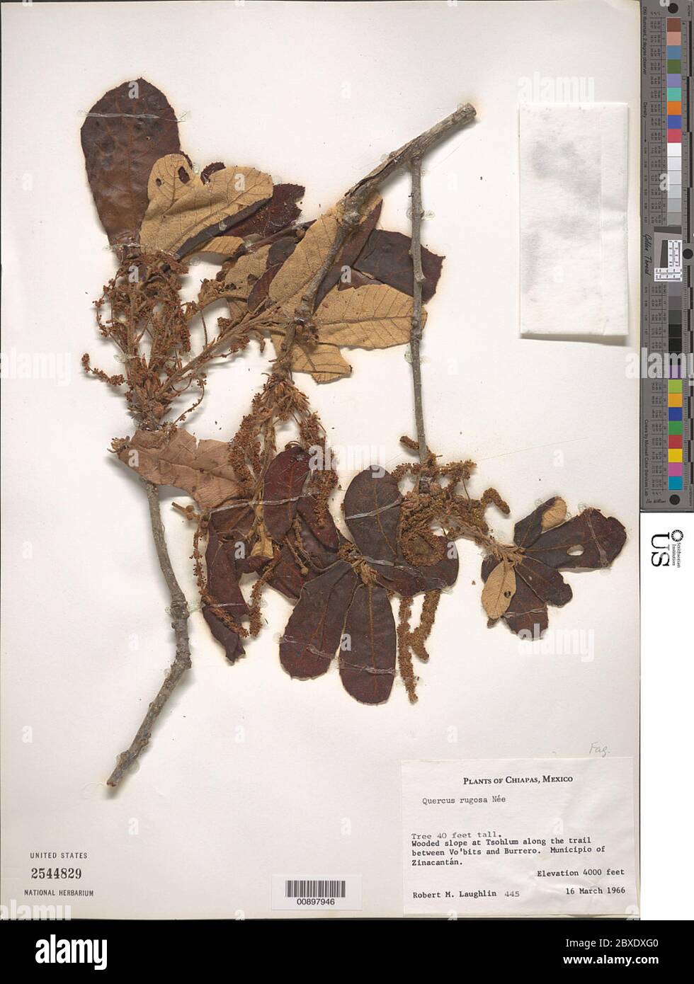 Quercus rugosa hi-res stock photography and images - Alamy