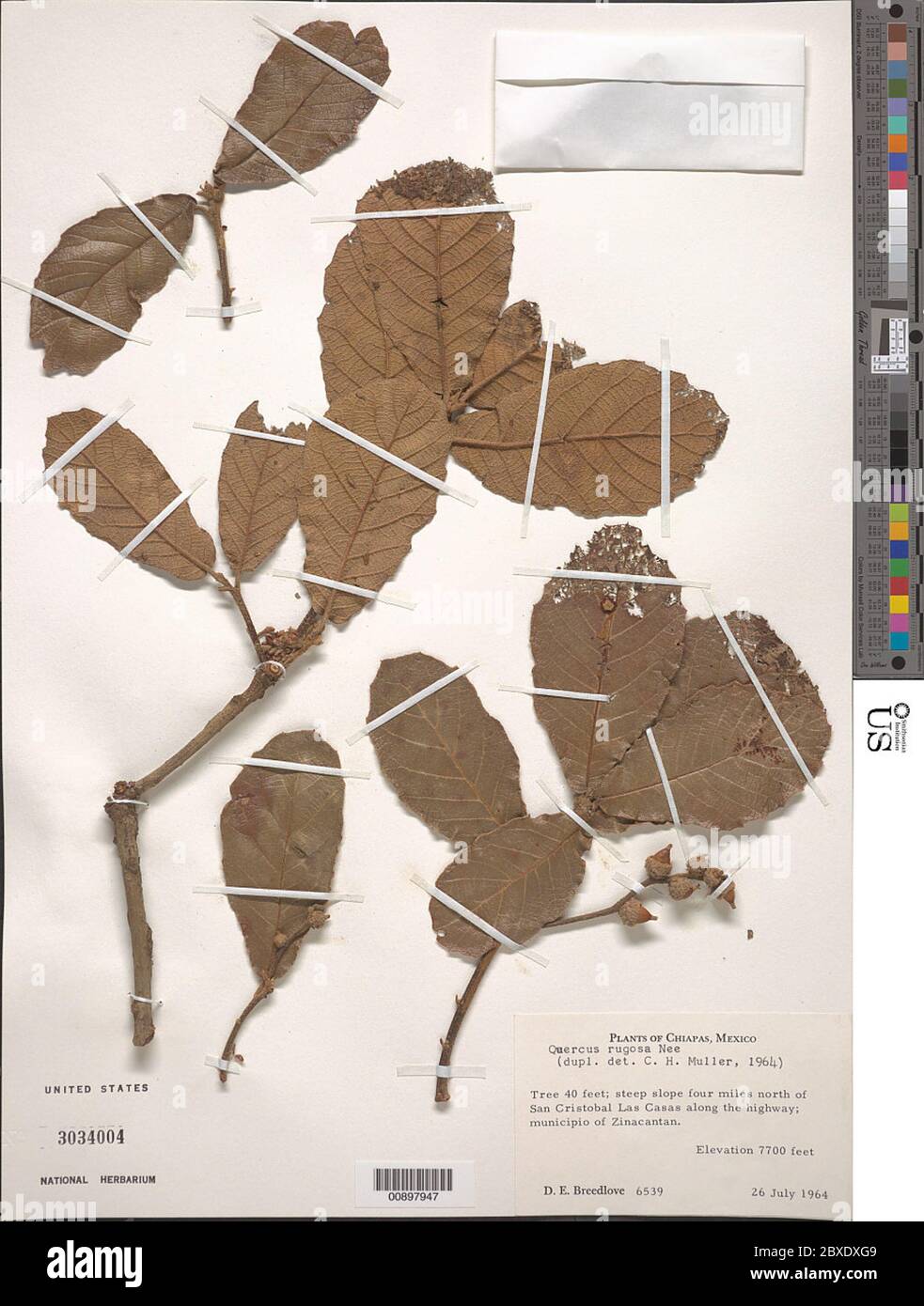 Quercus rugosa hi-res stock photography and images - Alamy