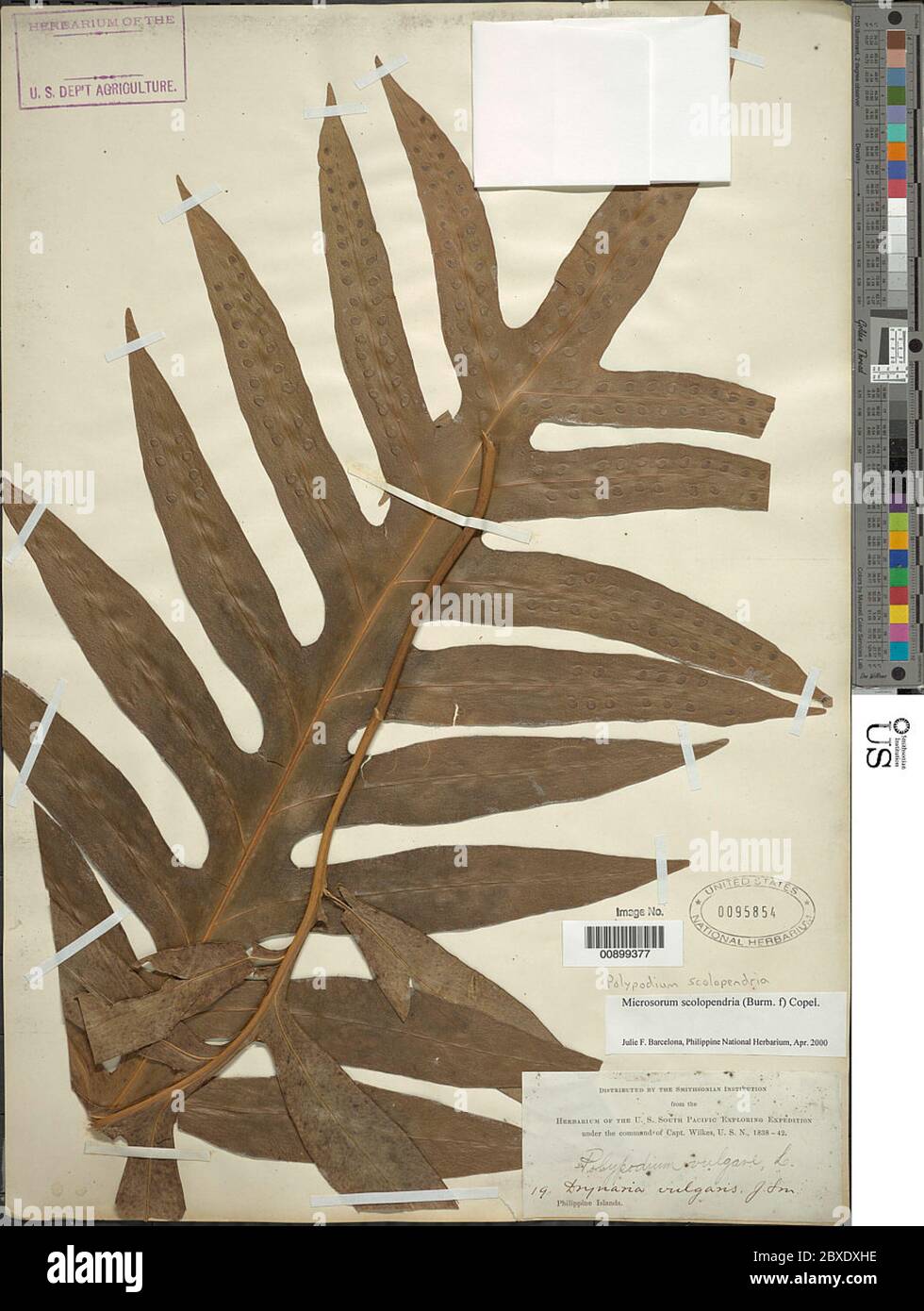 Polypodium sp hi-res stock photography and images - Alamy