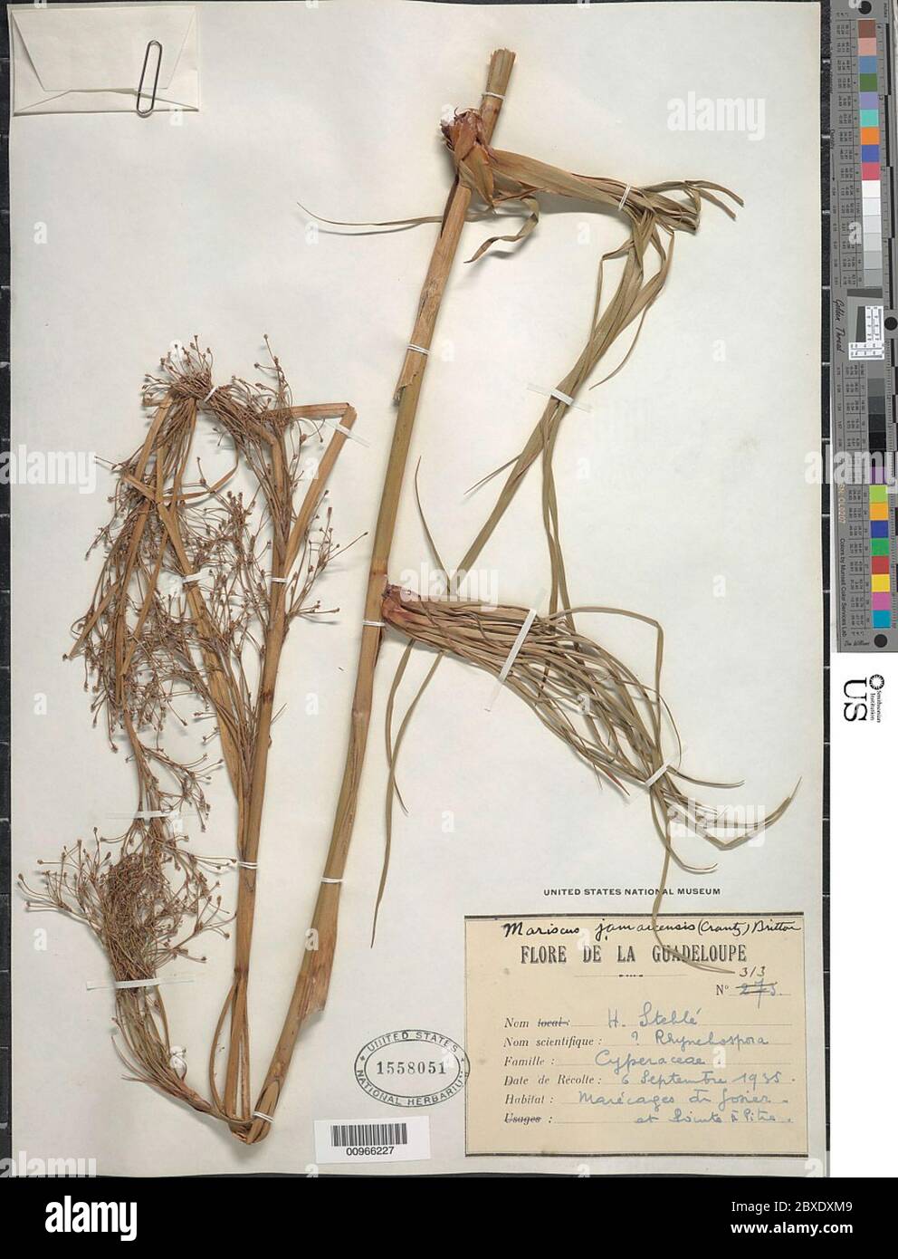 Cladium jamaicense hi-res stock photography and images - Alamy