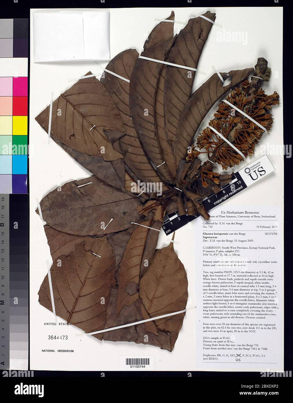 Korupensis hi-res stock photography and images - Alamy