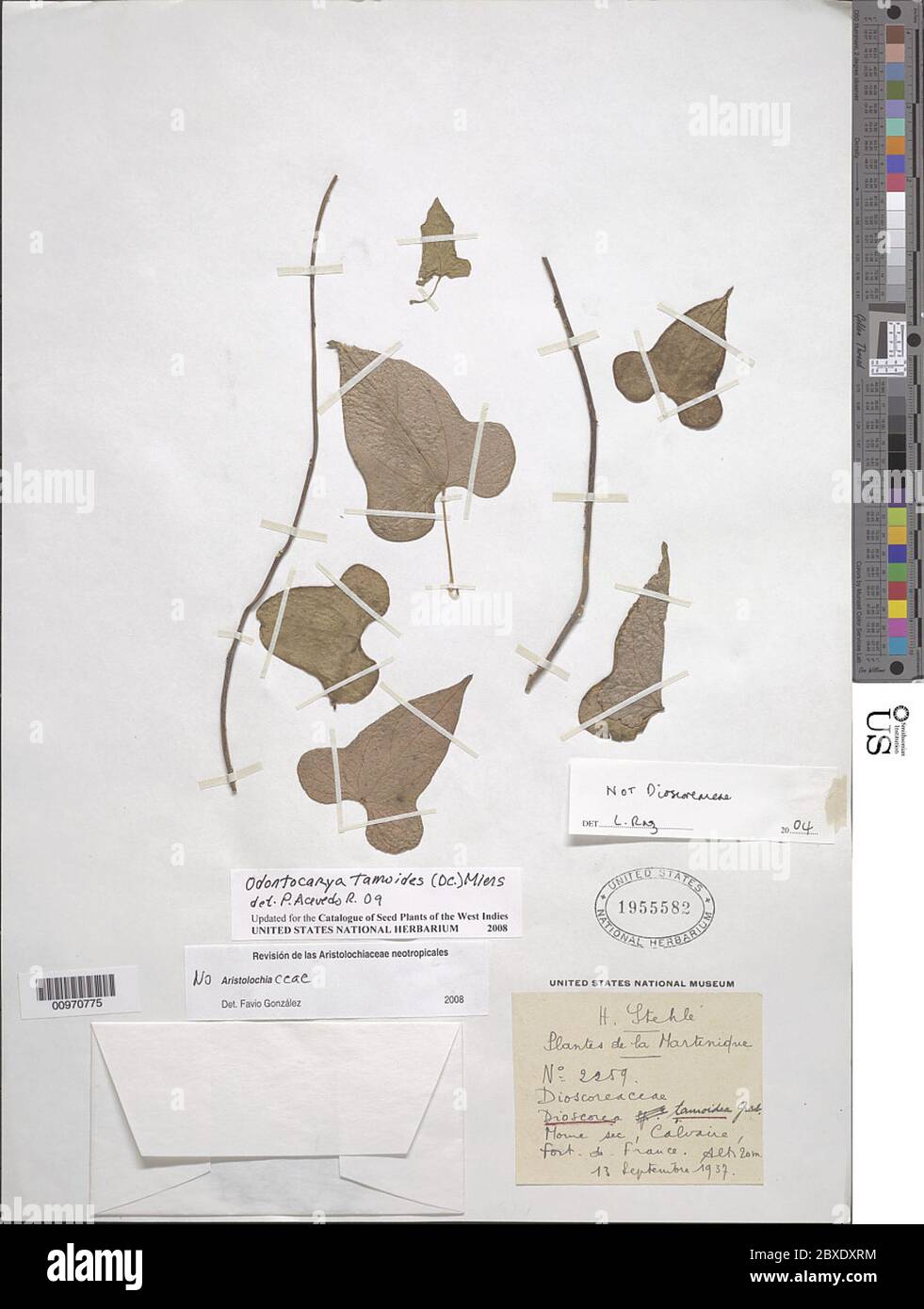 Odontocarya tamoides DC Miers Odontocarya tamoides DC Miers Stock Photo ...