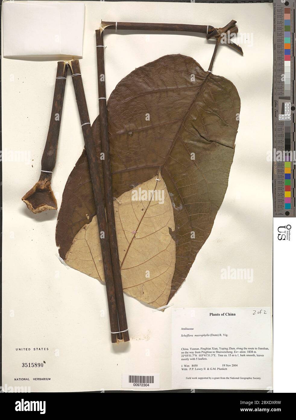 Schefflera macrophylla L Dunn R Vig Schefflera macrophylla L Dunn R Vig ...