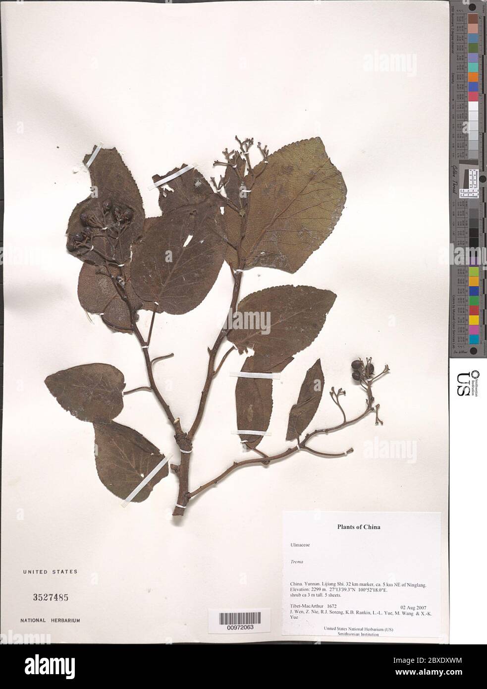 Trema sp Trema sp Stock Photo - Alamy