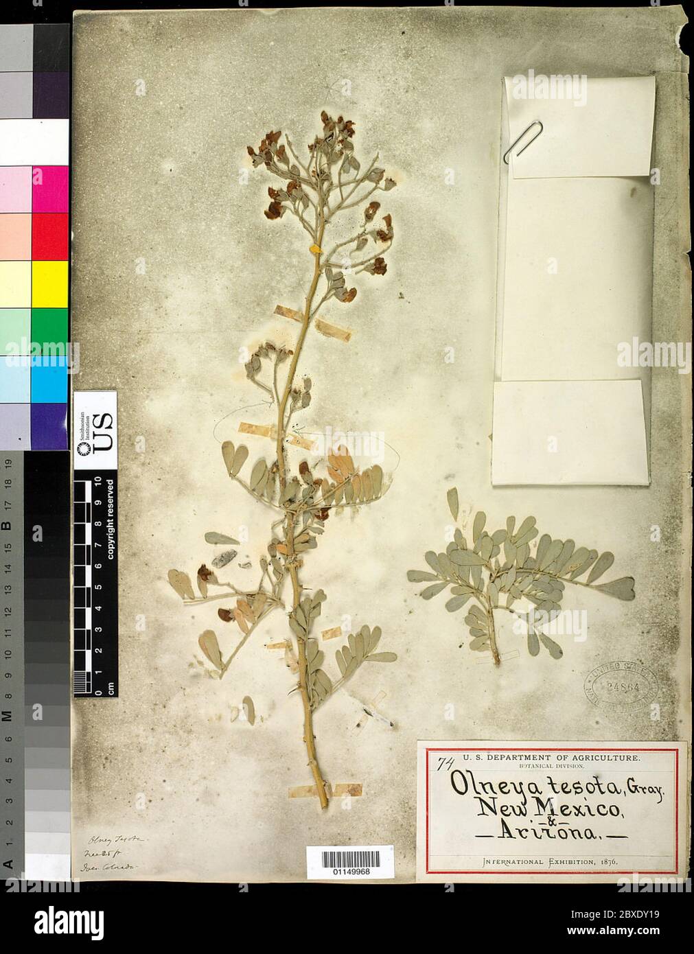 Olneya tesota hi-res stock photography and images - Alamy