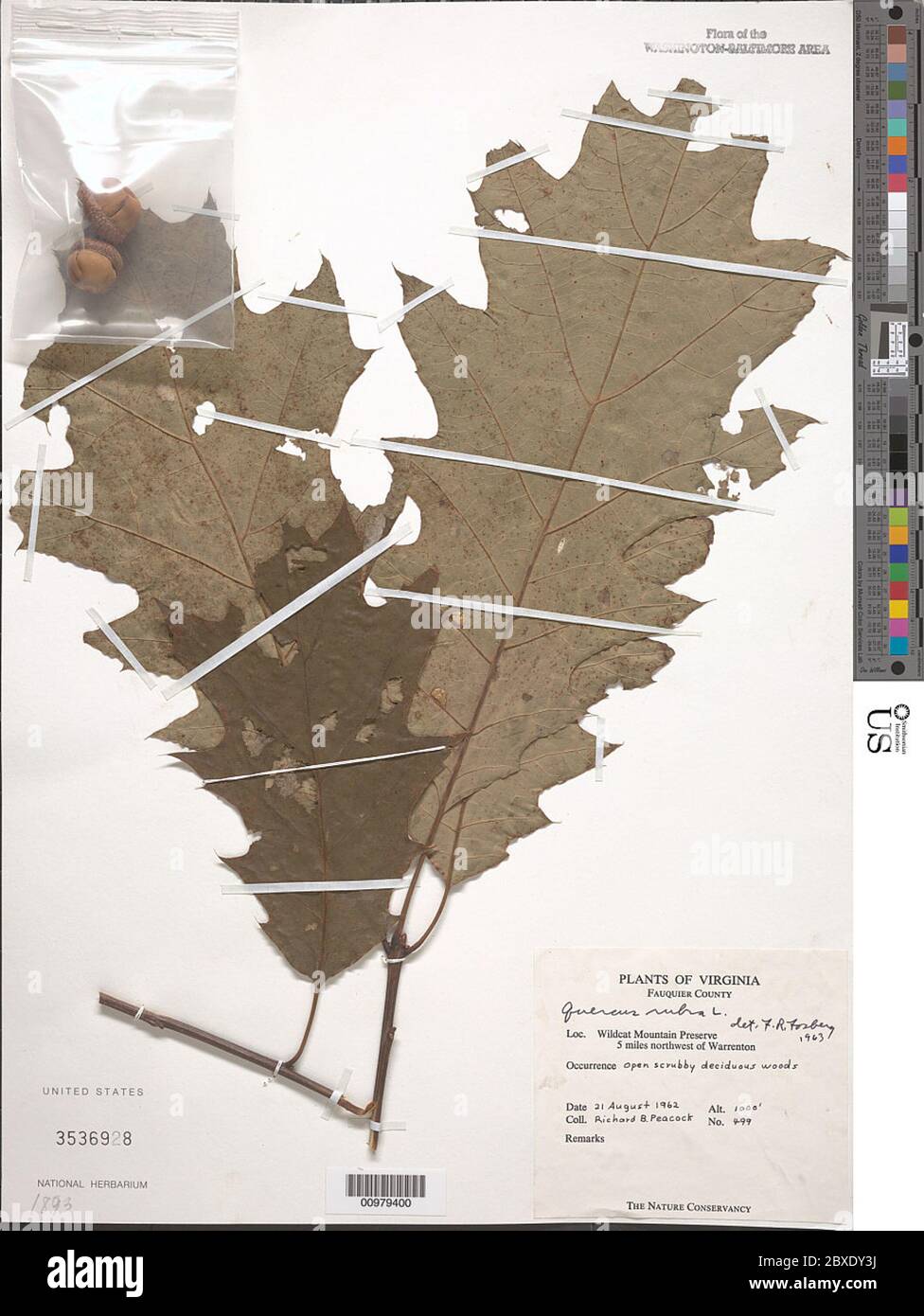 Quercus rubra L Quercus rubra L Stock Photo - Alamy