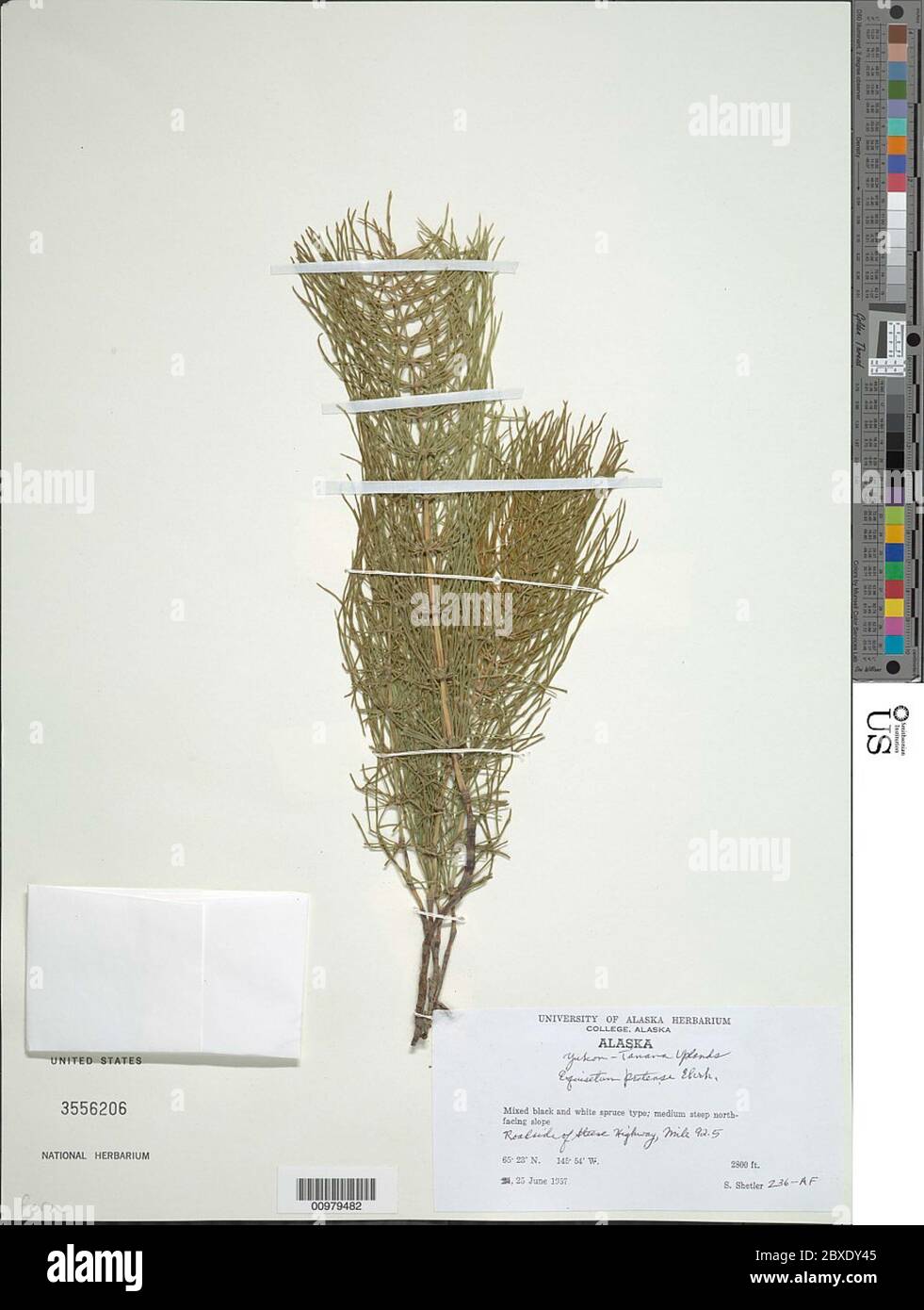 Equisetum pratense Ehrh Equisetum pratense Ehrh Stock Photo - Alamy