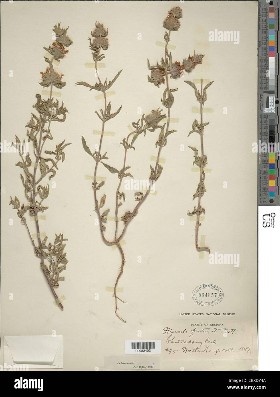 Monarda pectinata hi-res stock photography and images - Alamy