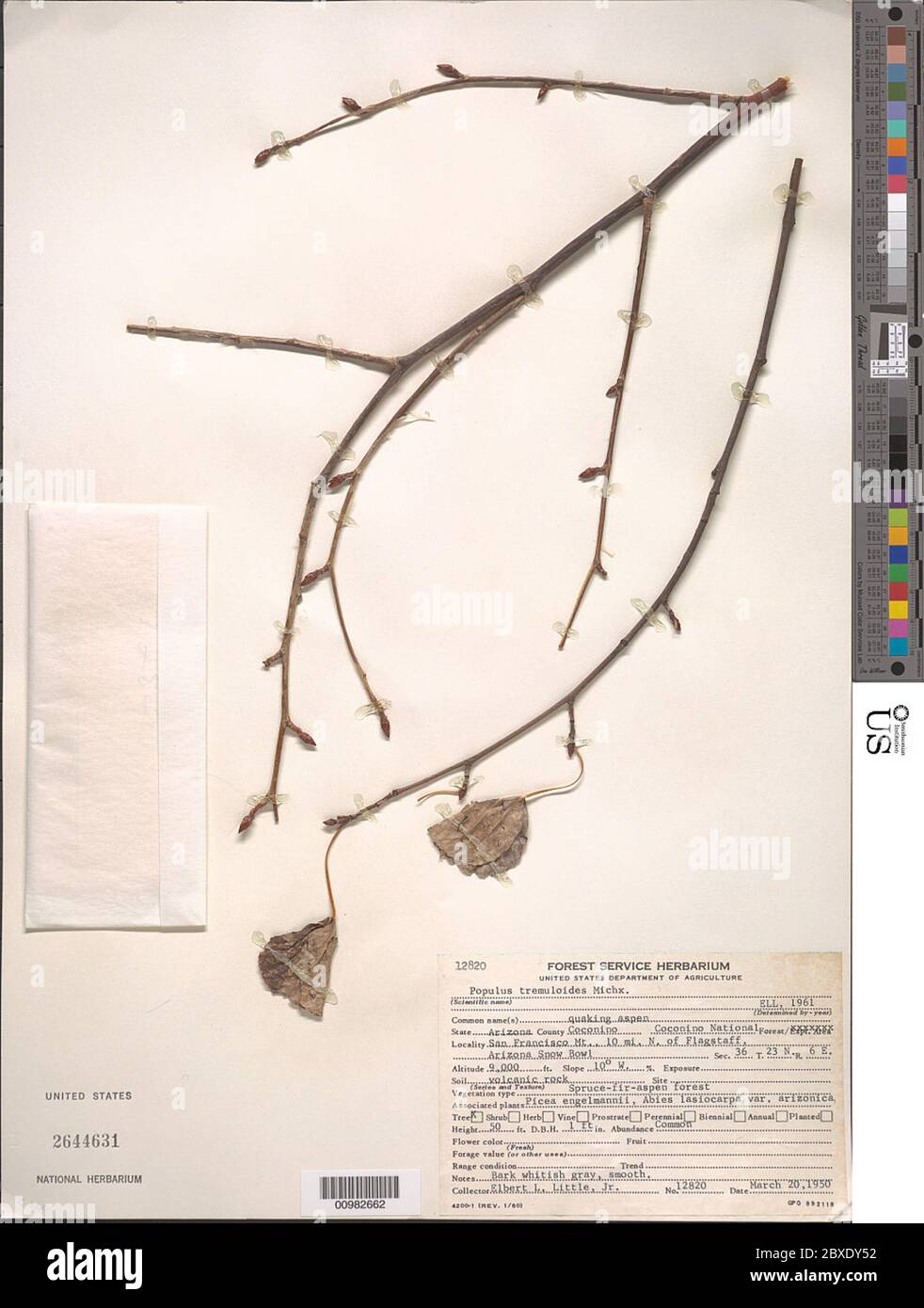 Populus tremuloides michx hi-res stock photography and images - Alamy