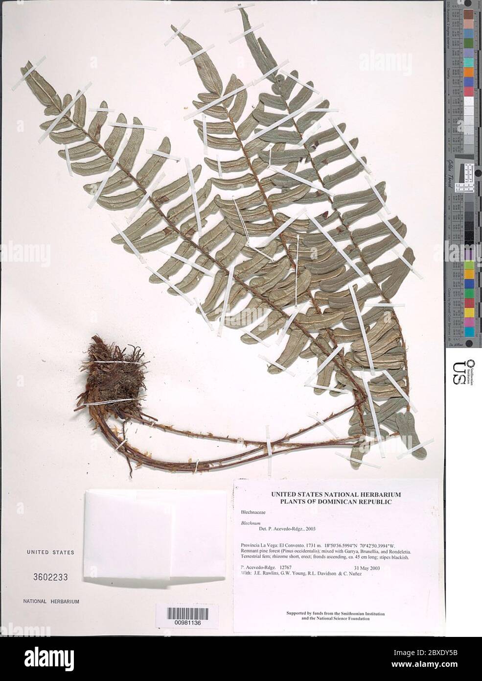 Blechnum sp hi-res stock photography and images - Alamy