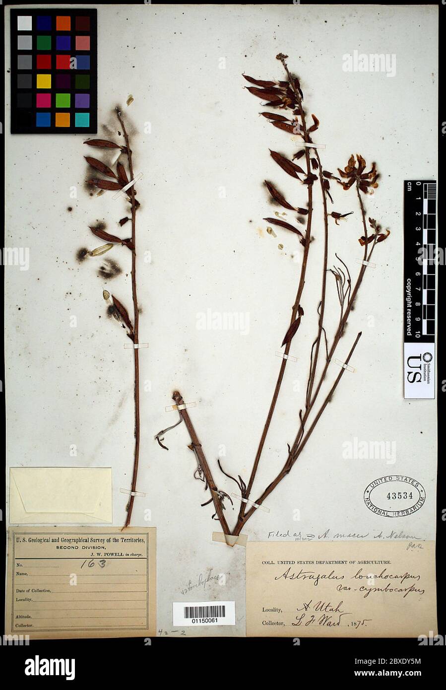 Macer hi-res stock photography and images - Alamy