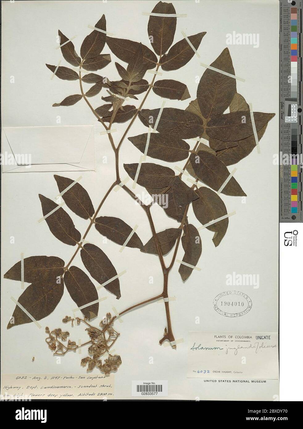 Solanum juglandifolium Dunal Solanum juglandifolium Dunal Stock Photo ...