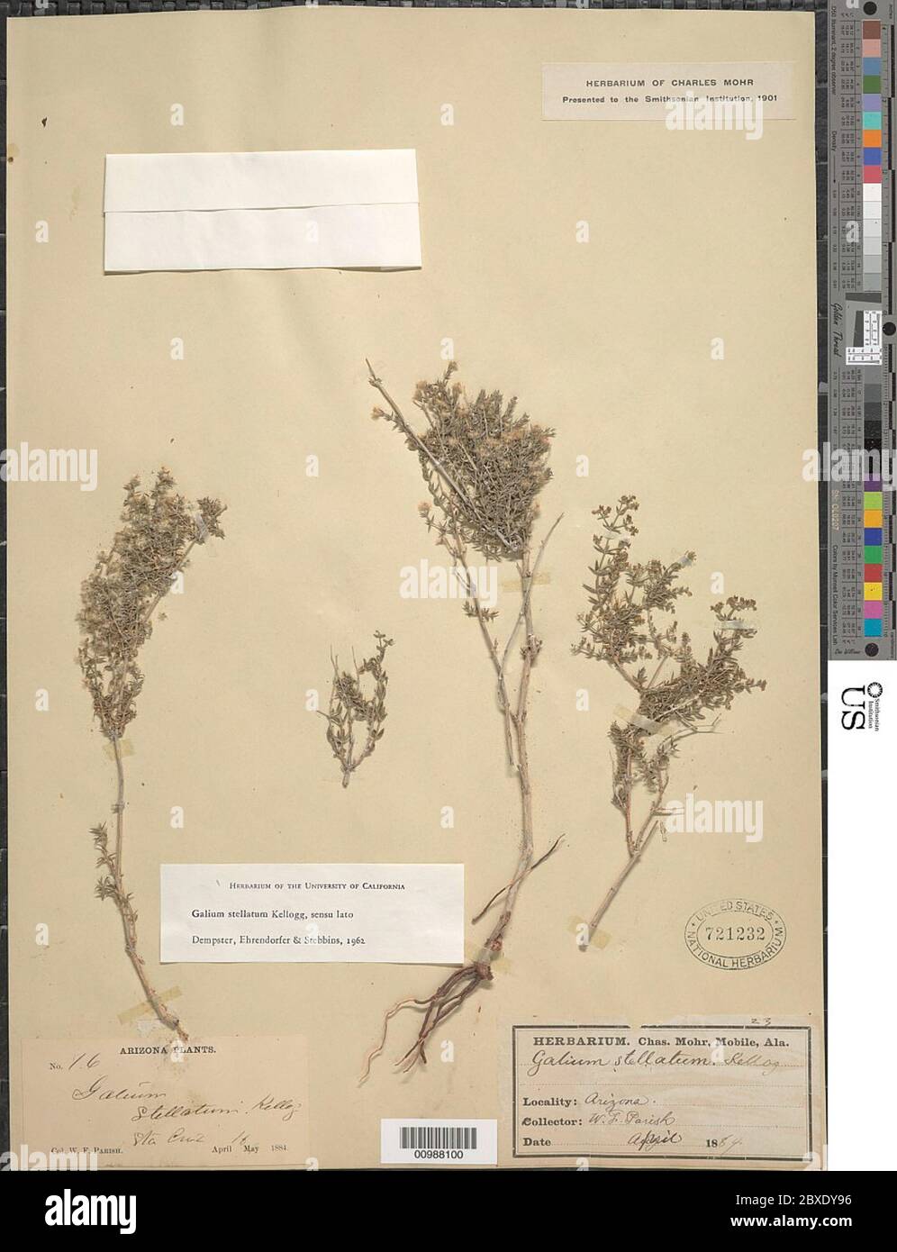 Galium stellatum Kellogg Galium stellatum Kellogg Stock Photo - Alamy