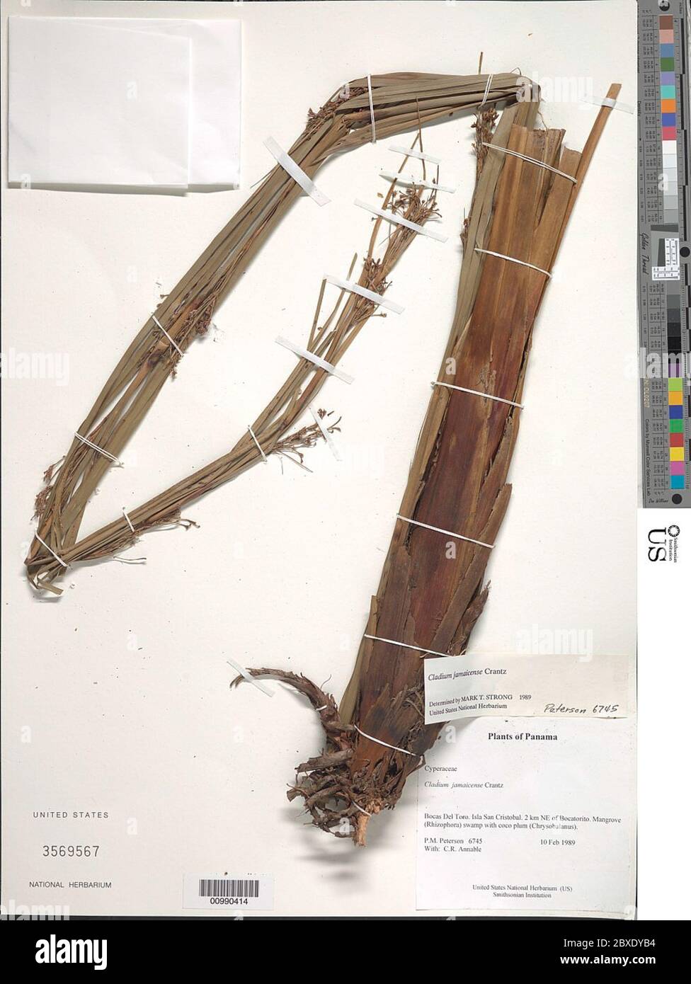 Cladium jamaicense Crantz Cladium jamaicense Crantz Stock Photo - Alamy