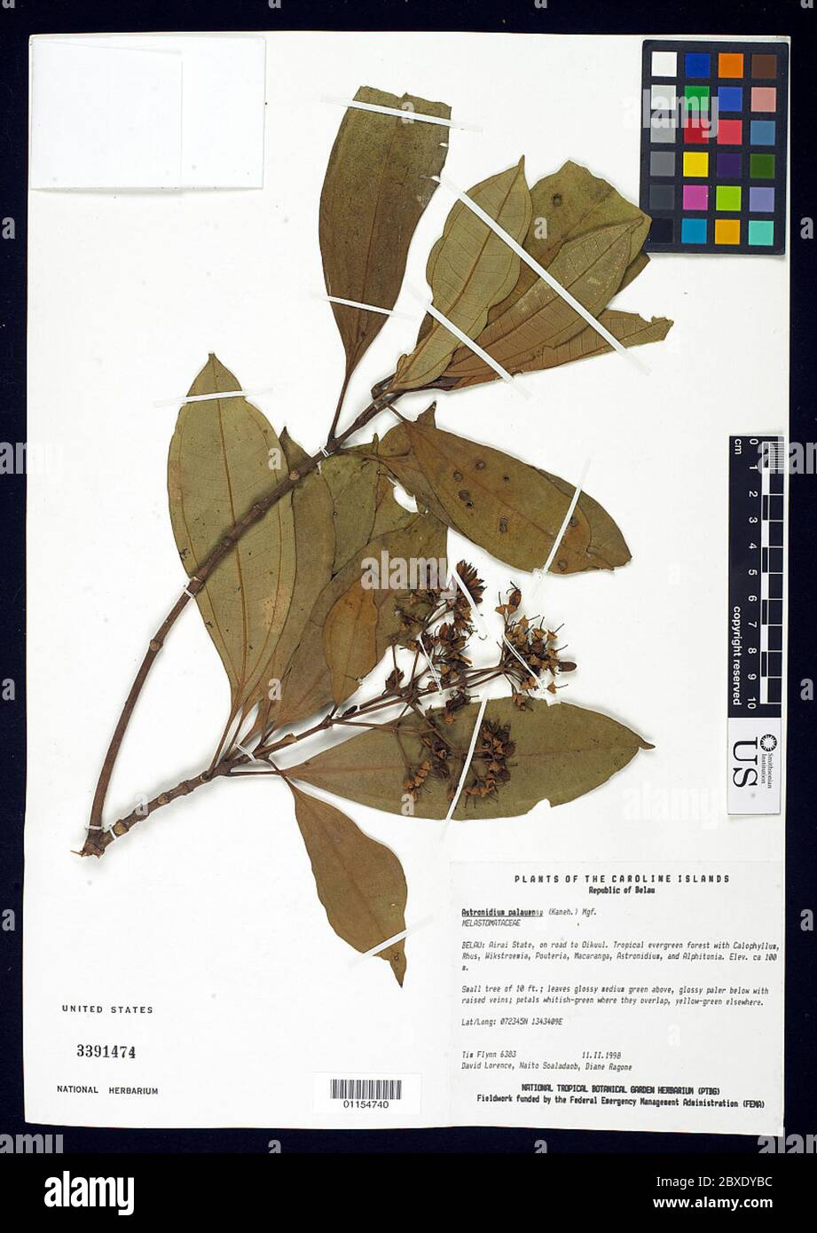 Astronidium palauense Kaneh Markgr Astronidium palauense Kaneh Markgr ...