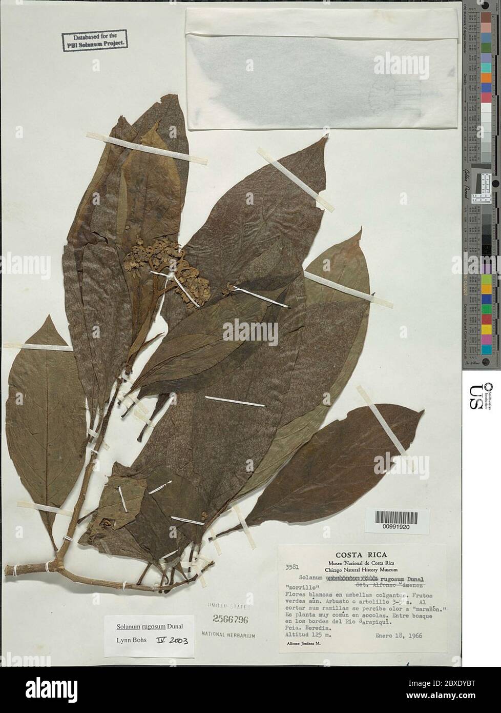 Solanum rugosum Dunal Solanum rugosum Dunal Stock Photo - Alamy