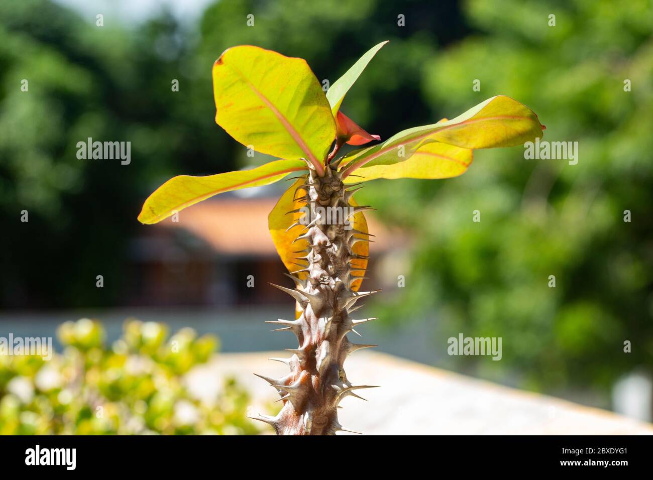 Christ thorn hi-res stock photography and images - Alamy