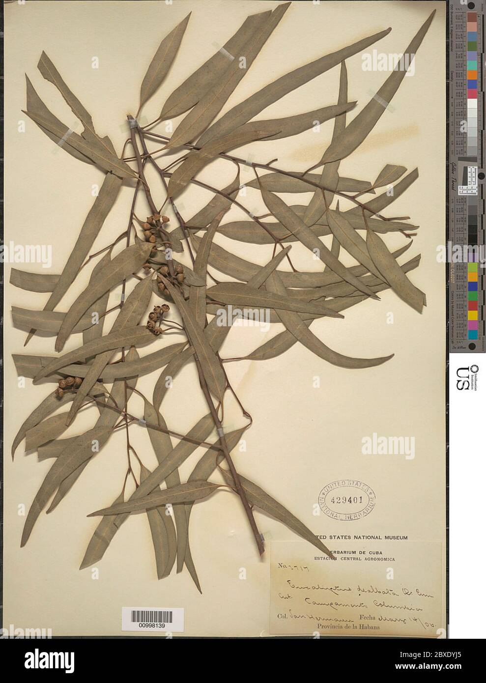 Eucalyptus dealbata Eucalyptus dealbata Stock Photo - Alamy