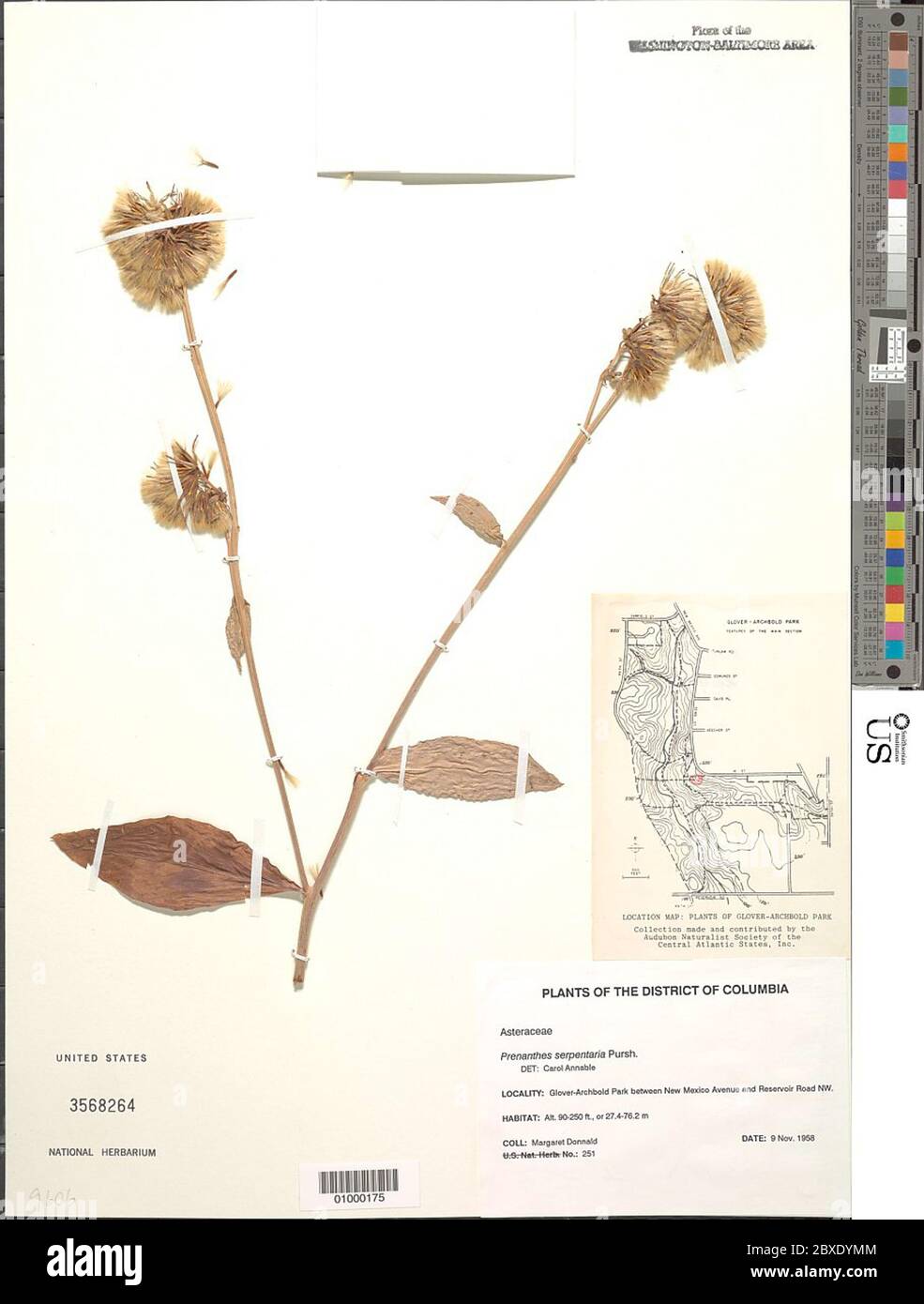 Prenanthes serpentaria Prenanthes serpentaria Stock Photo - Alamy