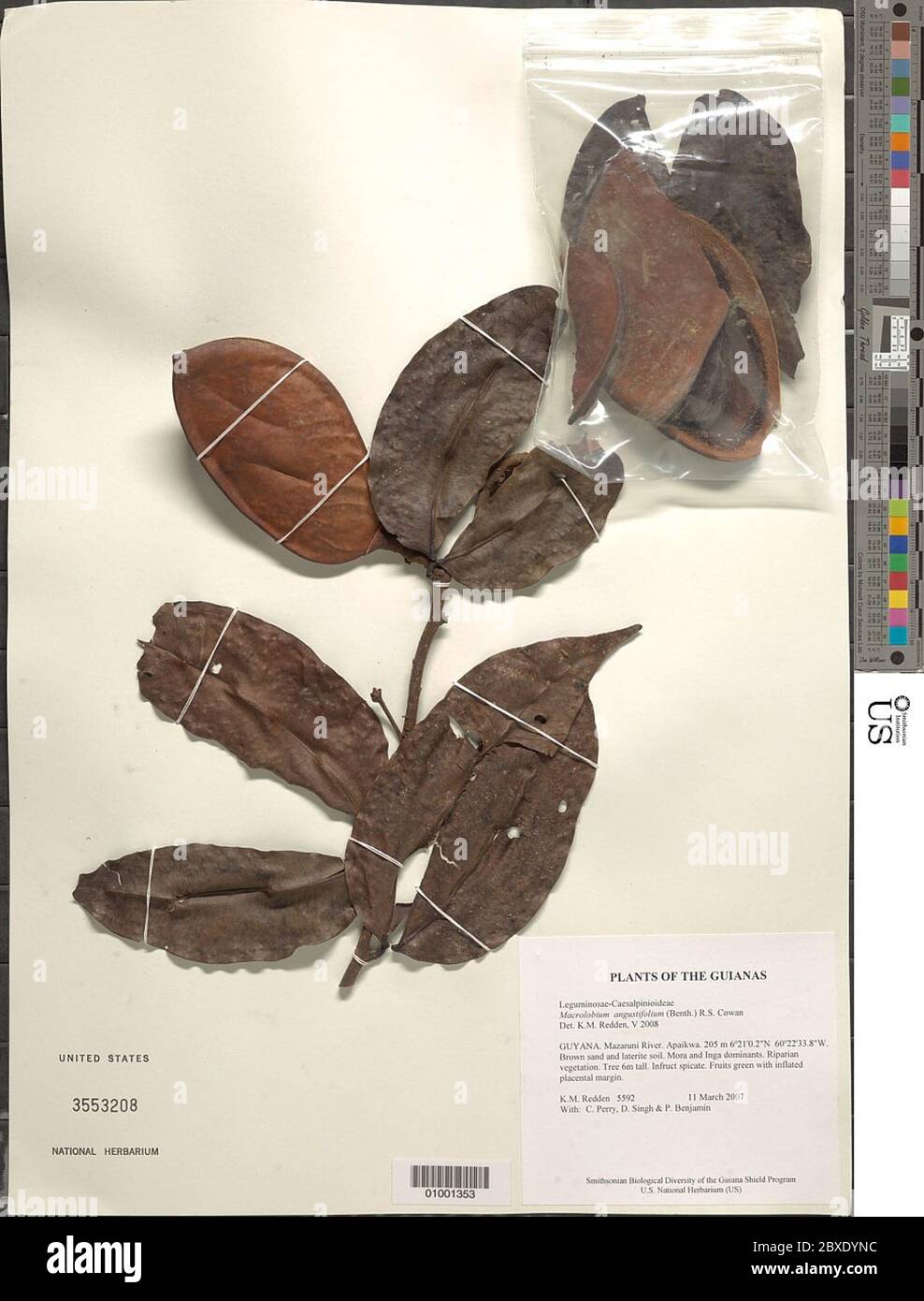 Angustifolium taxonomy hi-res stock photography and images - Alamy