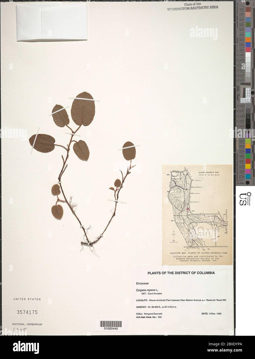 Epigaea hi-res stock photography and images - Alamy