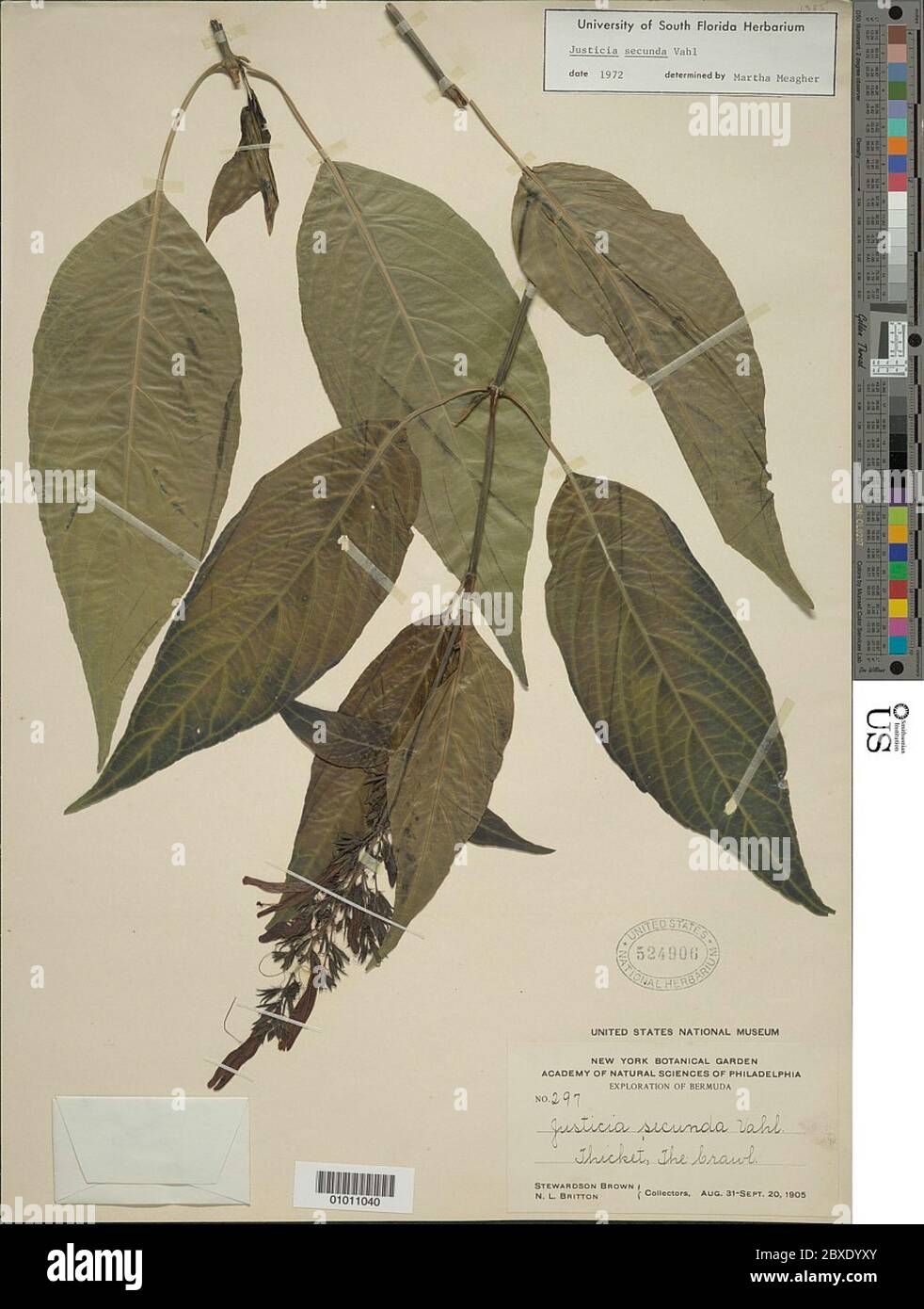 Justicia secunda Vahl Justicia secunda Vahl Stock Photo - Alamy