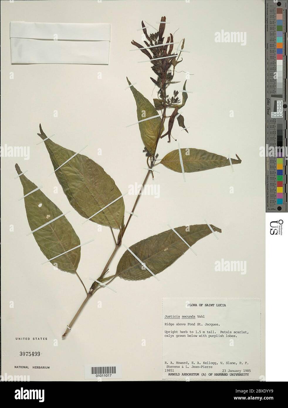 Justicia secunda Vahl Justicia secunda Vahl Stock Photo - Alamy