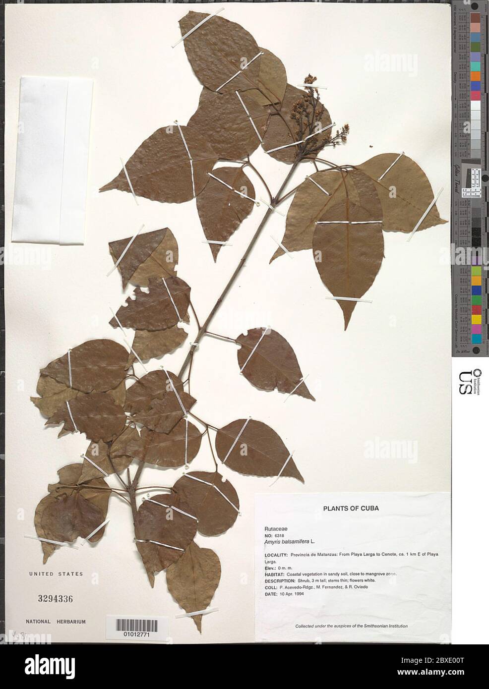 Amyris balsamifera hi-res stock photography and images - Alamy