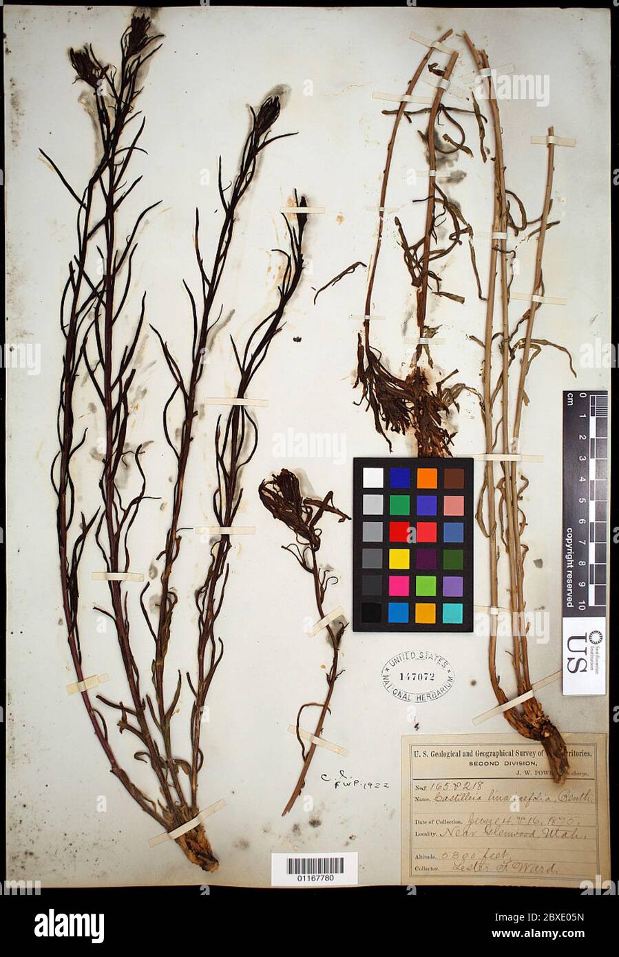 Linariifolia High Resolution Stock Photography and Images - Alamy