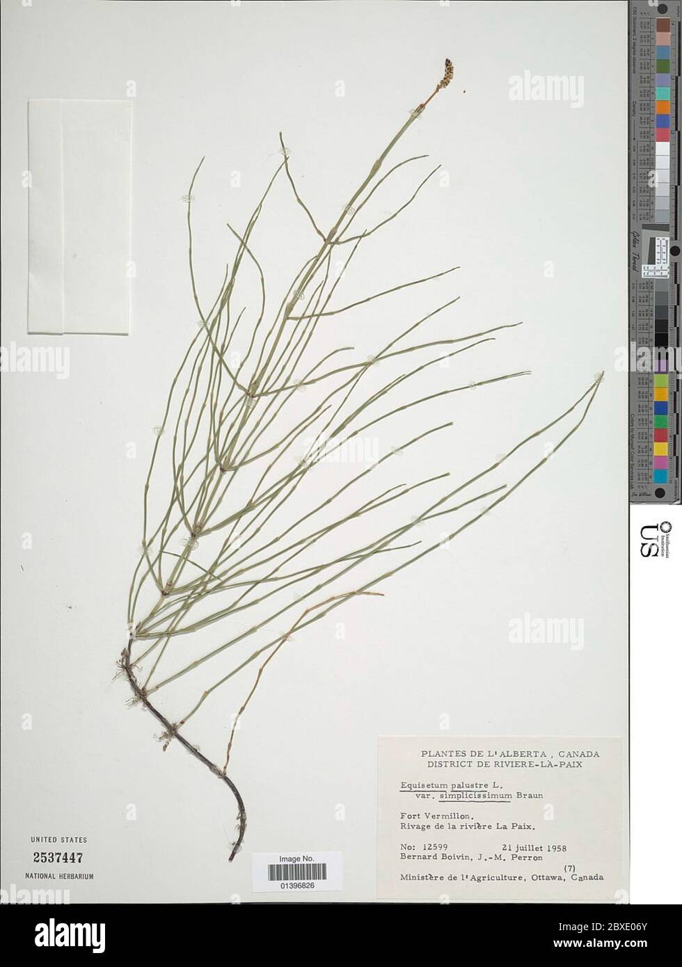 Equisetum palustre L Equisetum palustre L Stock Photo - Alamy