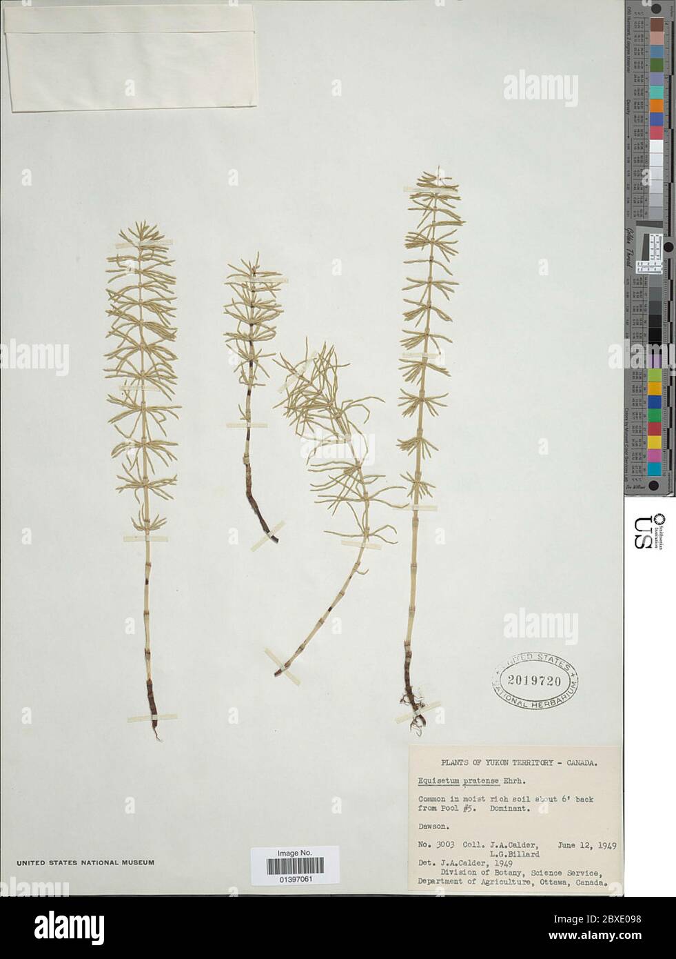 Equisetum pratense Ehrh Equisetum pratense Ehrh Stock Photo - Alamy