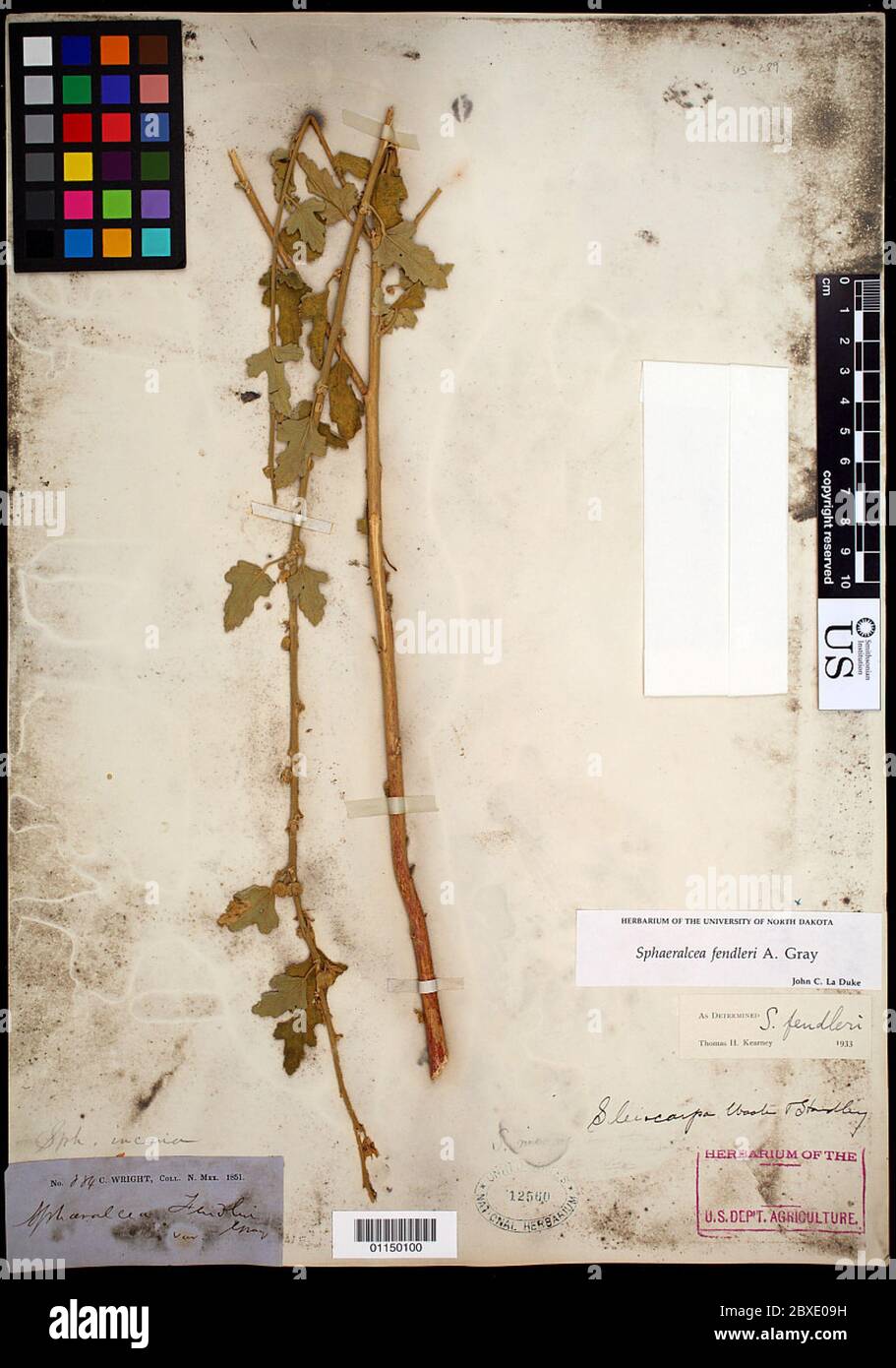 Sphaeralcea fendleri A Gray Sphaeralcea fendleri A Gray Stock Photo - Alamy