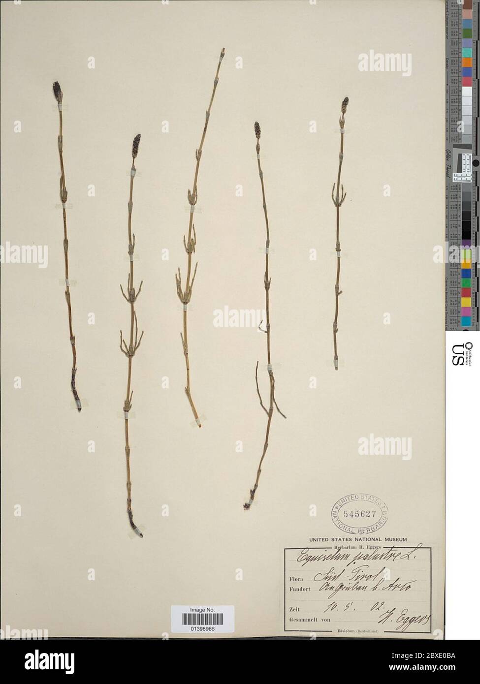 Equisetum palustre L Equisetum palustre L Stock Photo - Alamy