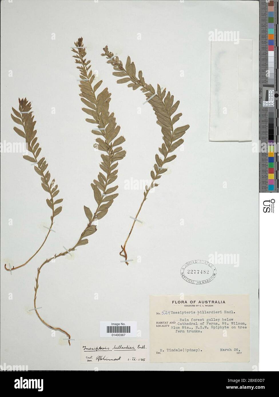 Tmesipteris High Resolution Stock Photography and Images - Alamy
