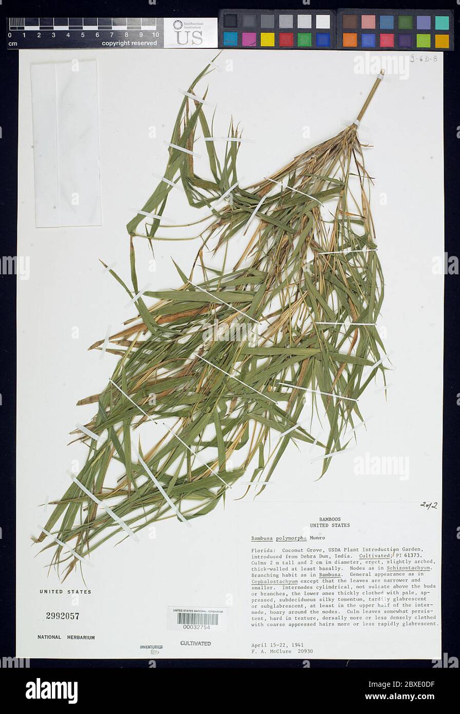 Bambusa polymorpha Munro Bambusa polymorpha Munro Stock Photo - Alamy