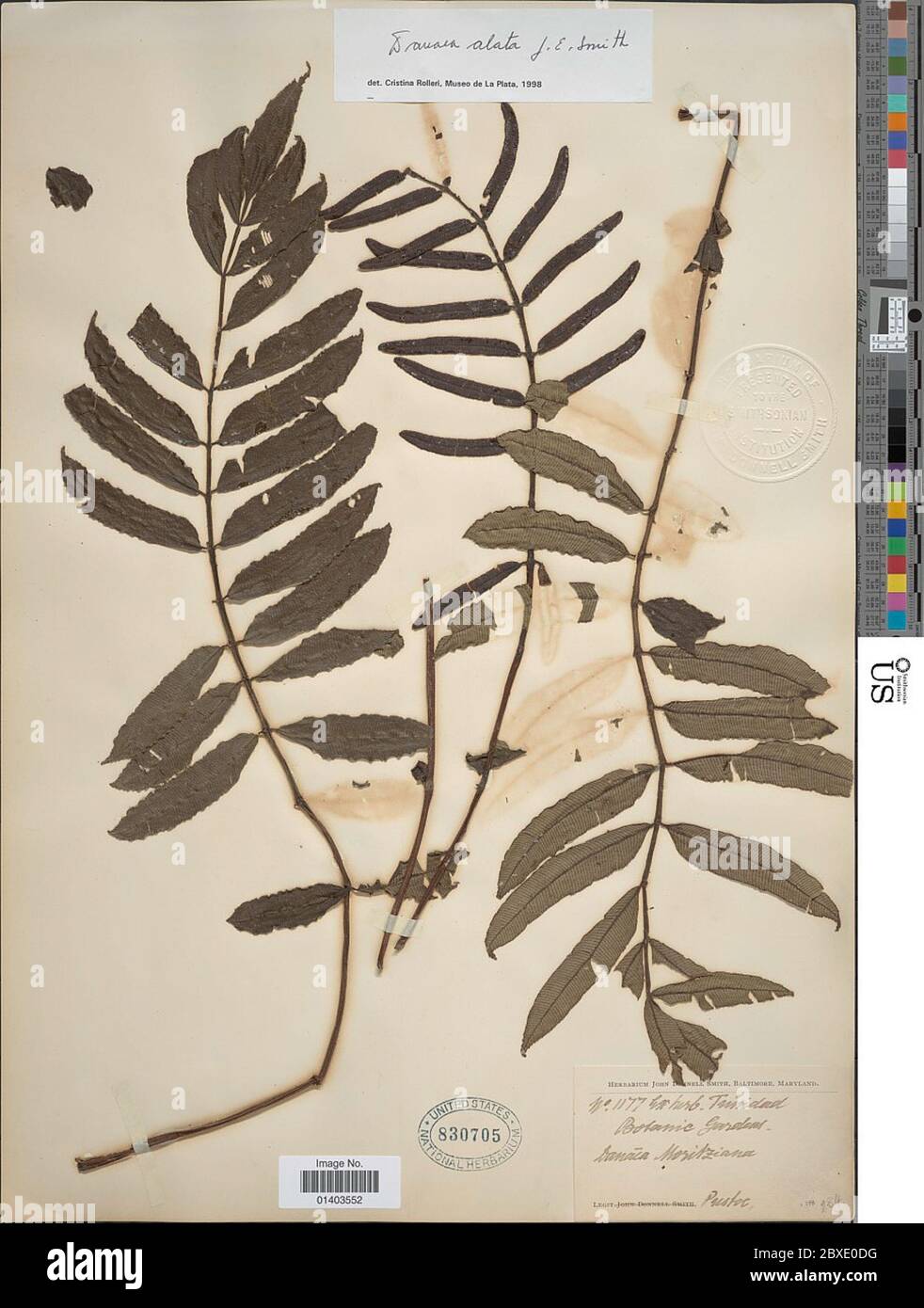 Danaea alata Sm Danaea alata Sm Stock Photo - Alamy