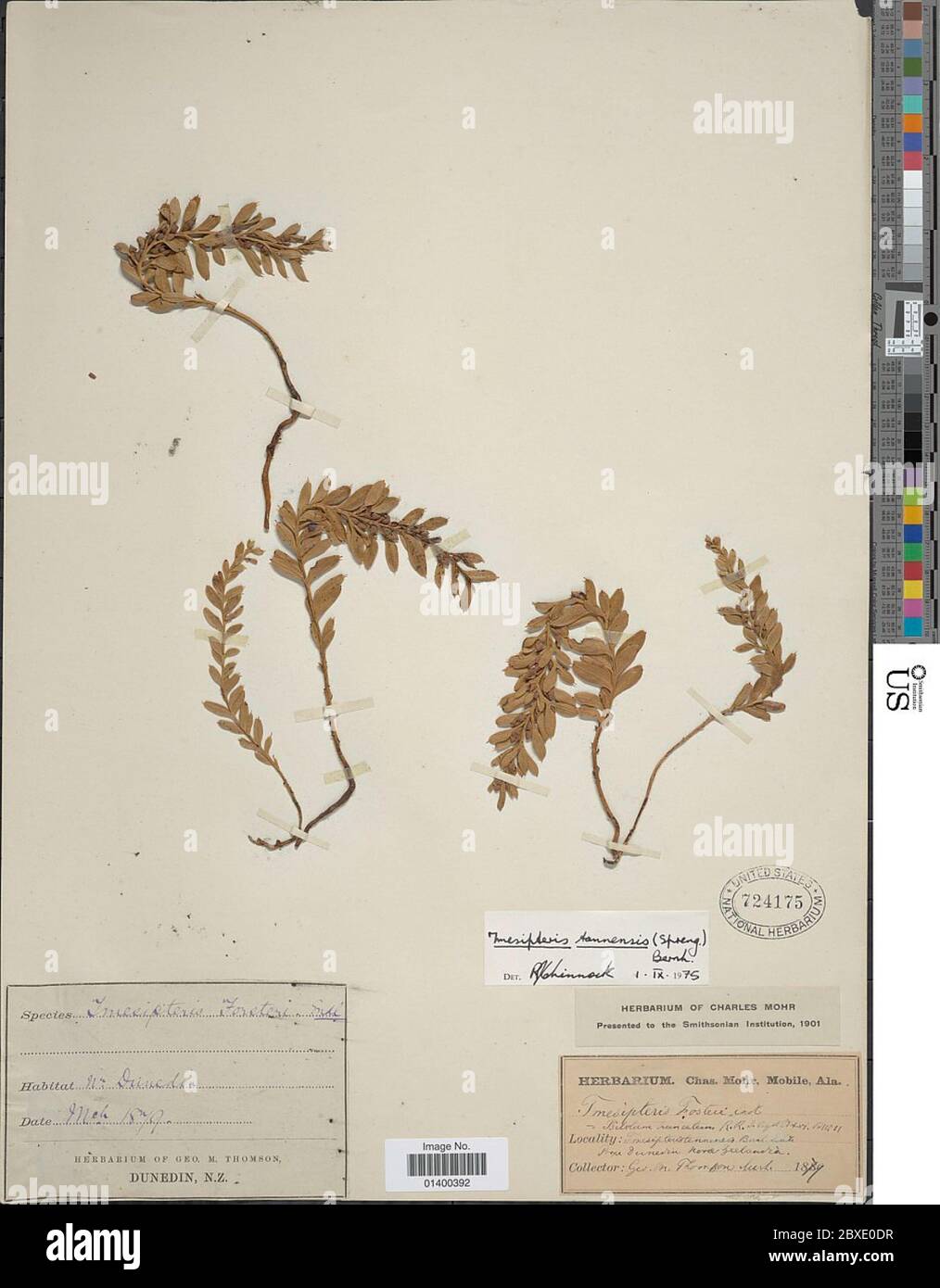 Tmesipteris hi-res stock photography and images - Alamy