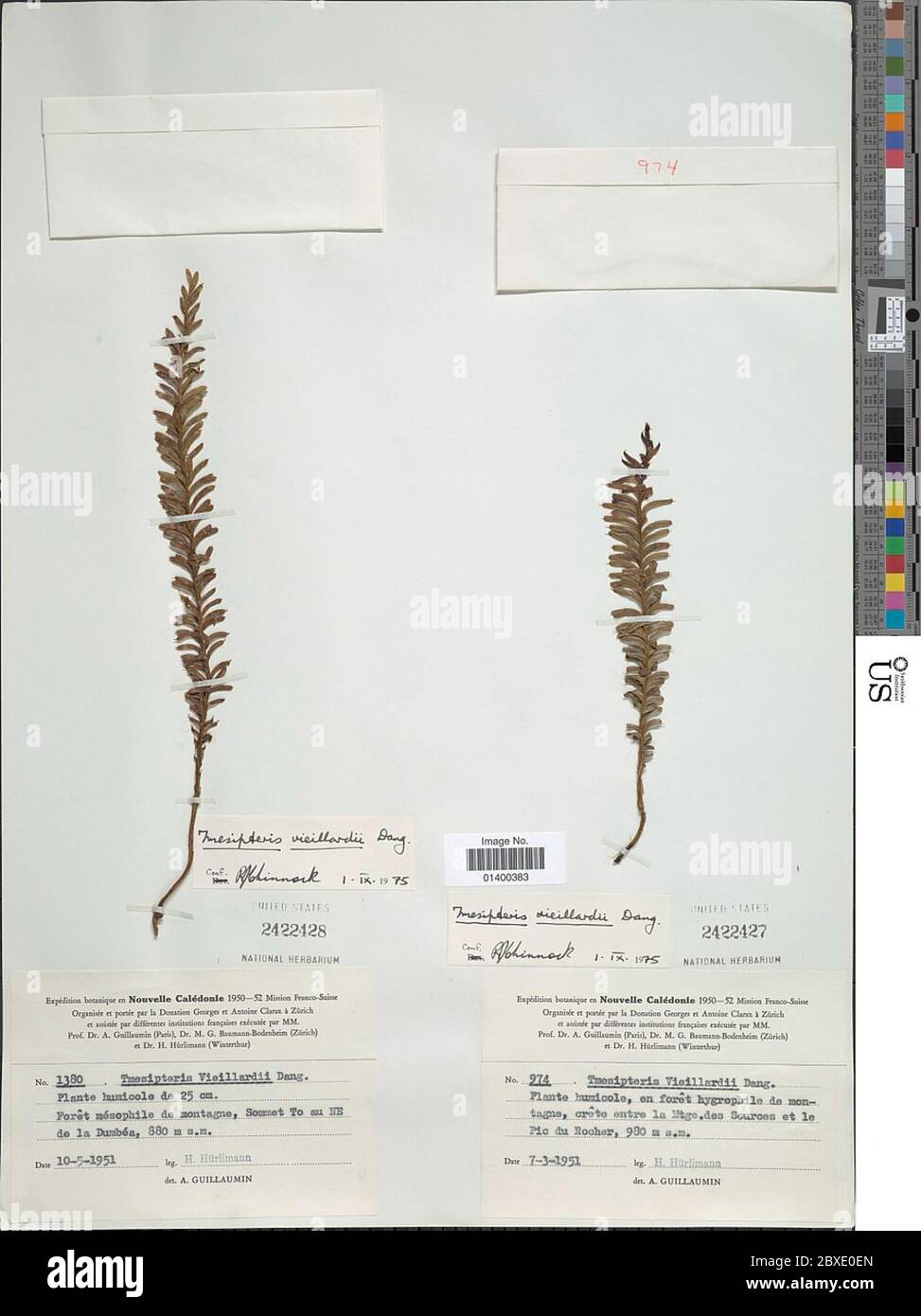 Tmesipteris hi-res stock photography and images - Alamy