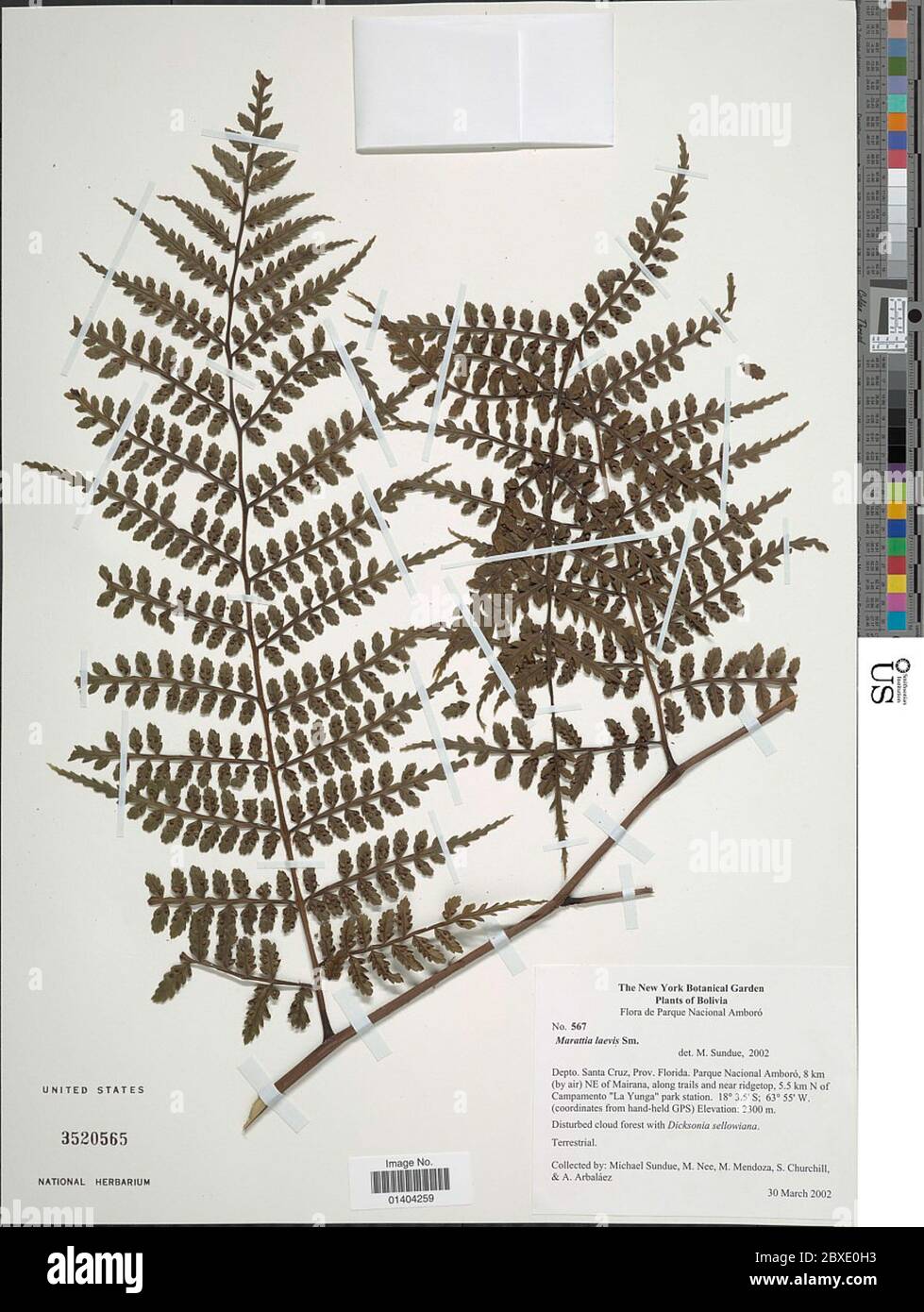 Marattia laevis hi-res stock photography and images - Alamy