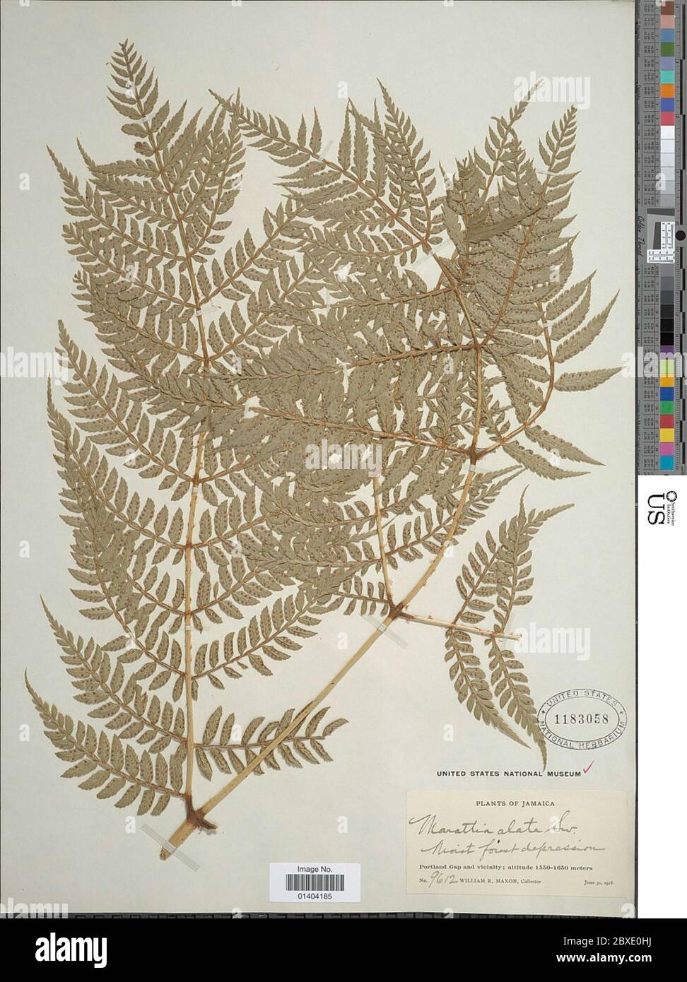 Marattia alata hi-res stock photography and images - Alamy