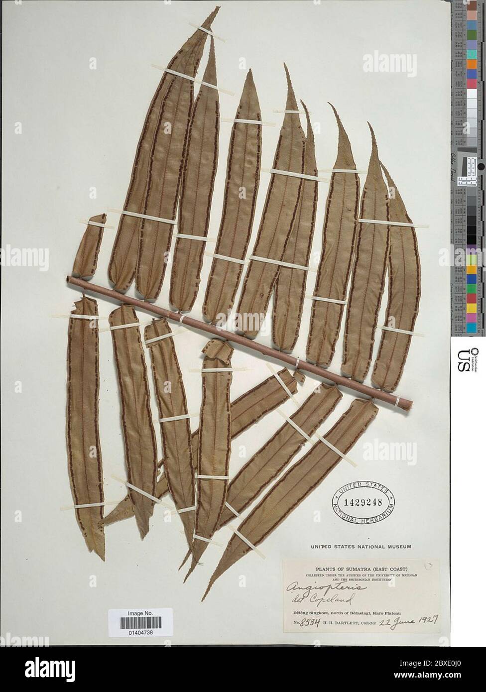 Angiopteris hi-res stock photography and images - Alamy