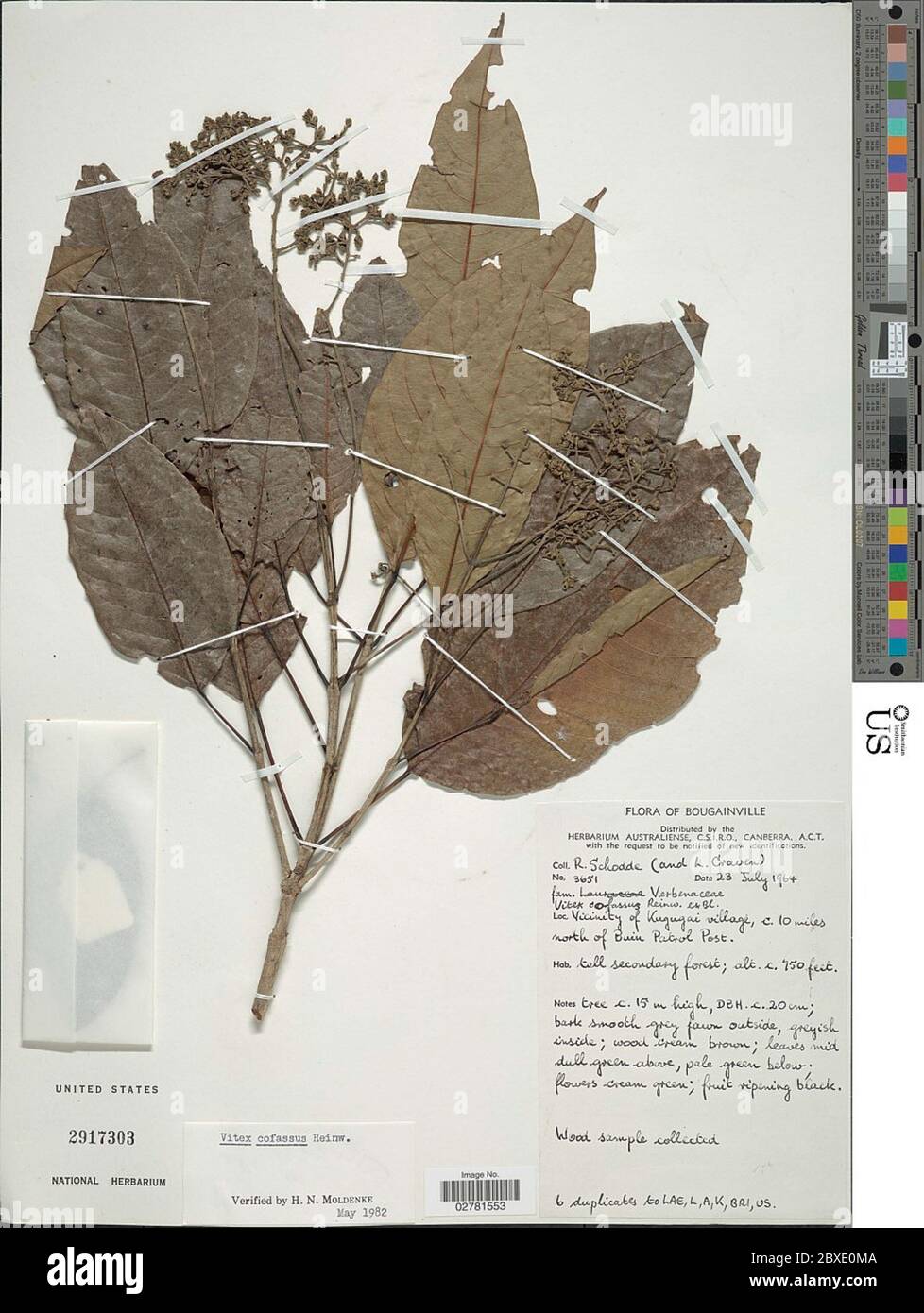 Vitex cofassus Reinw ex Blume Vitex cofassus Reinw ex Blume Stock Photo ...