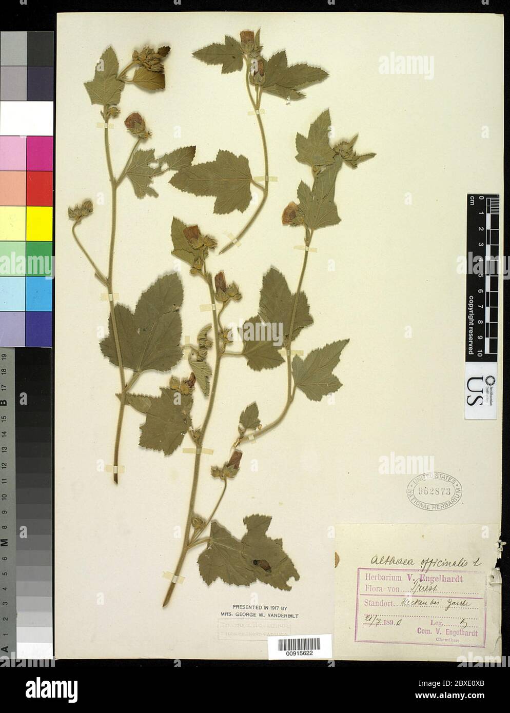 Althaea officinalis l hi-res stock photography and images - Alamy