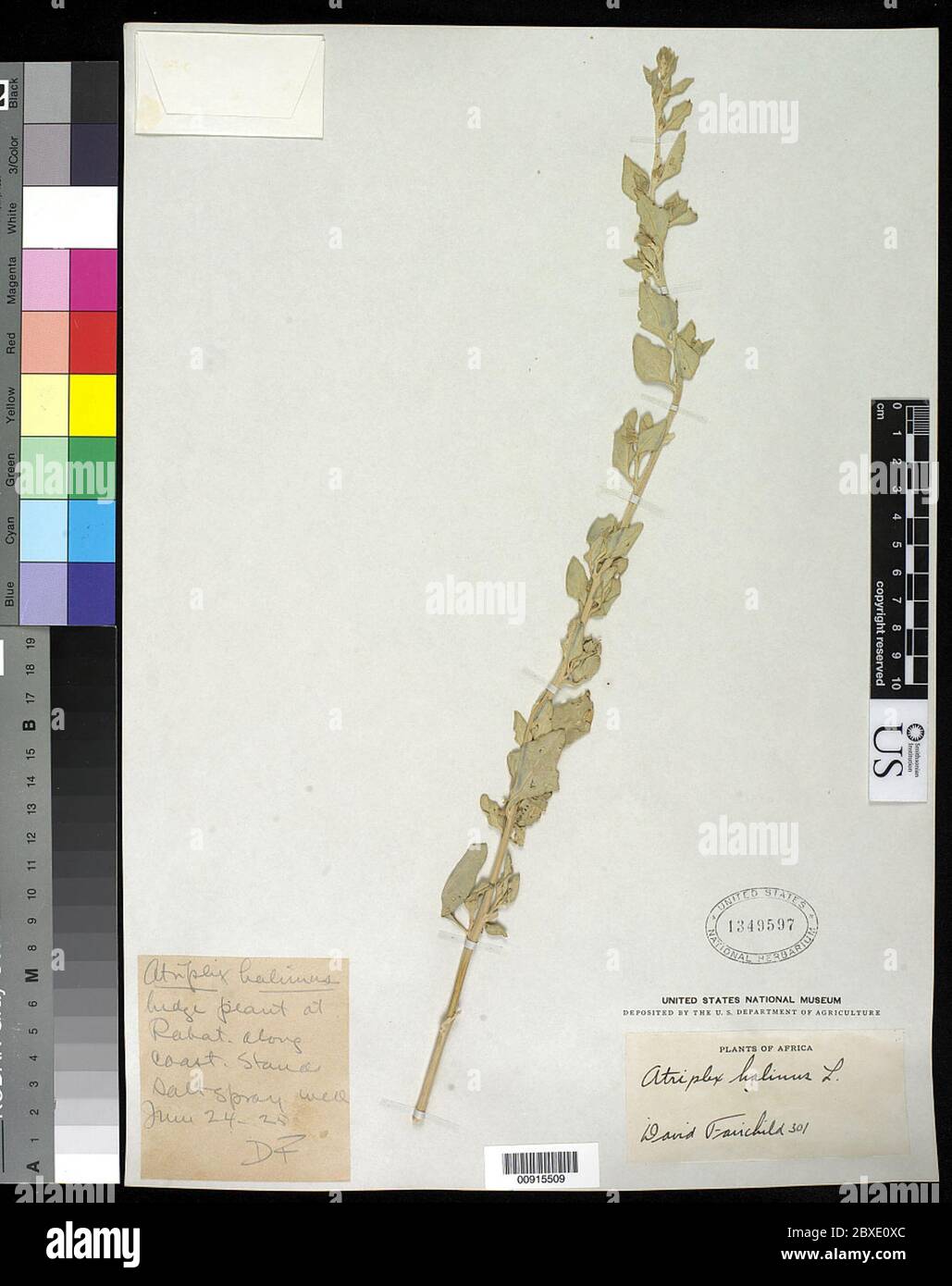 Atriplex halimus L Atriplex halimus L Stock Photo - Alamy