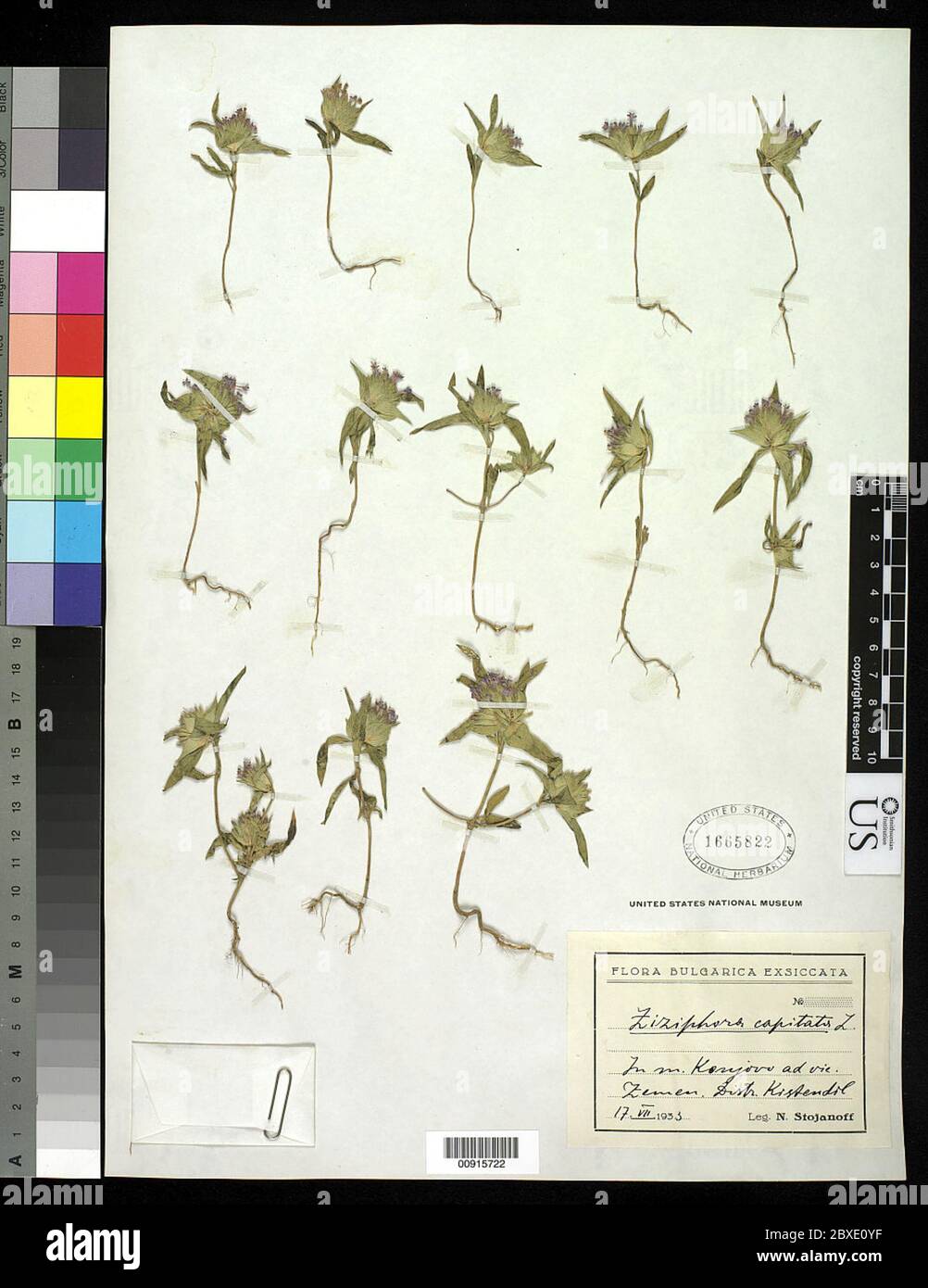 Ziziphora capitata L Ziziphora capitata L Stock Photo - Alamy