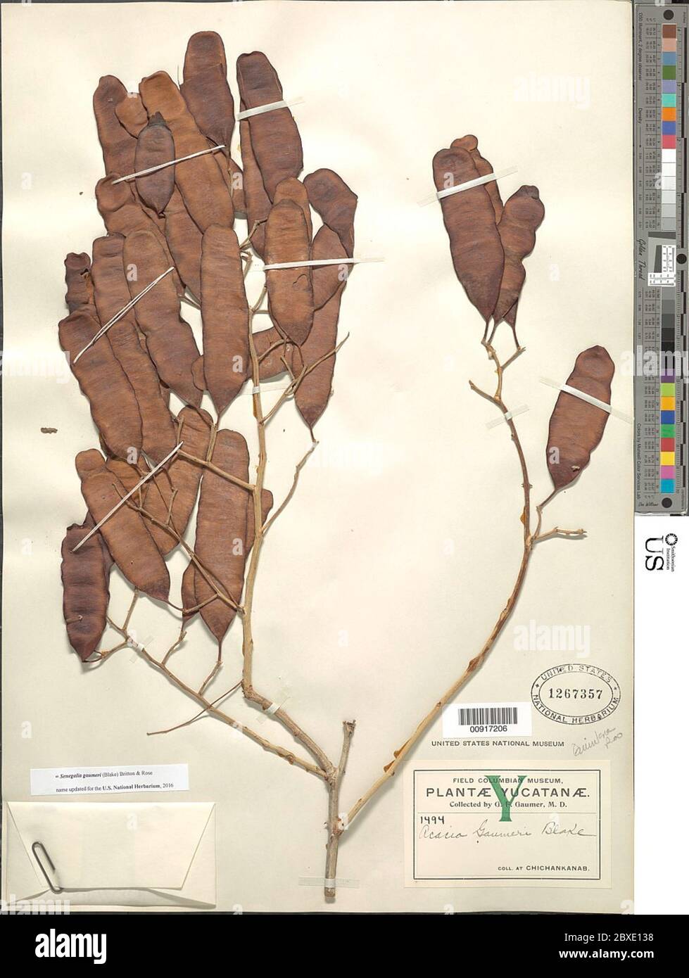 Senegalia gaumeri Senegalia gaumeri Stock Photo - Alamy